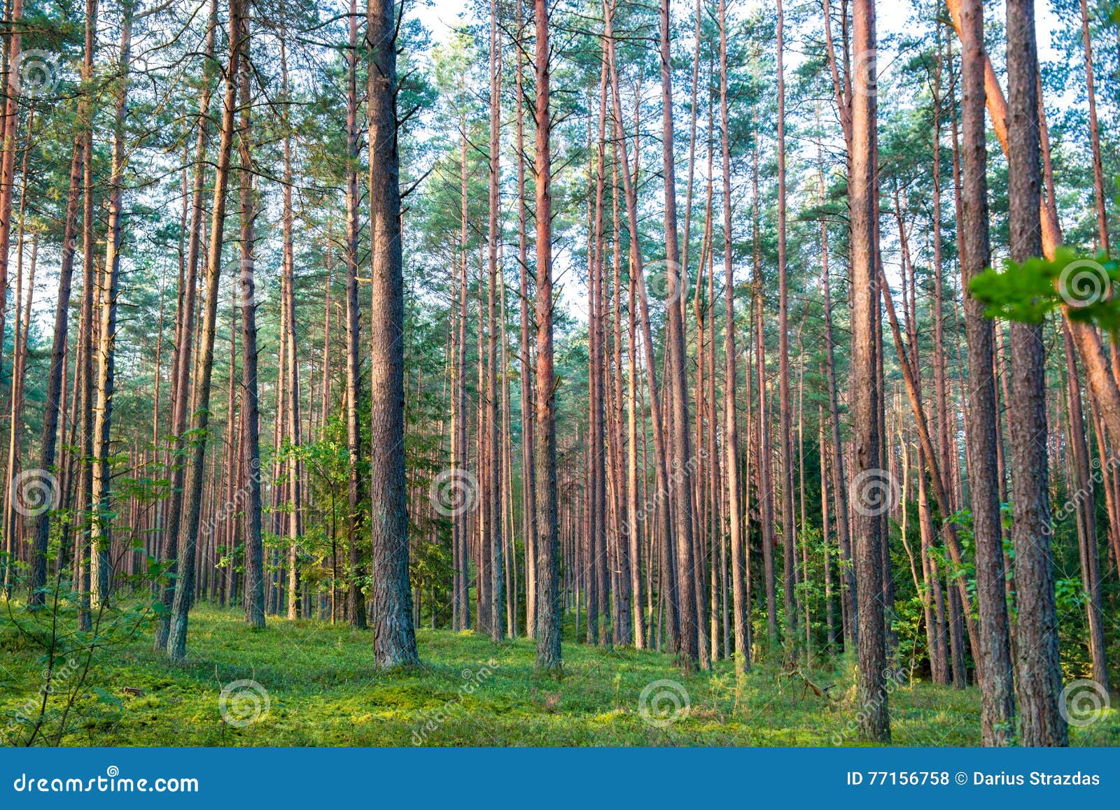 Straight pines stock photo. Image of pinus, forest, trees - 77156758