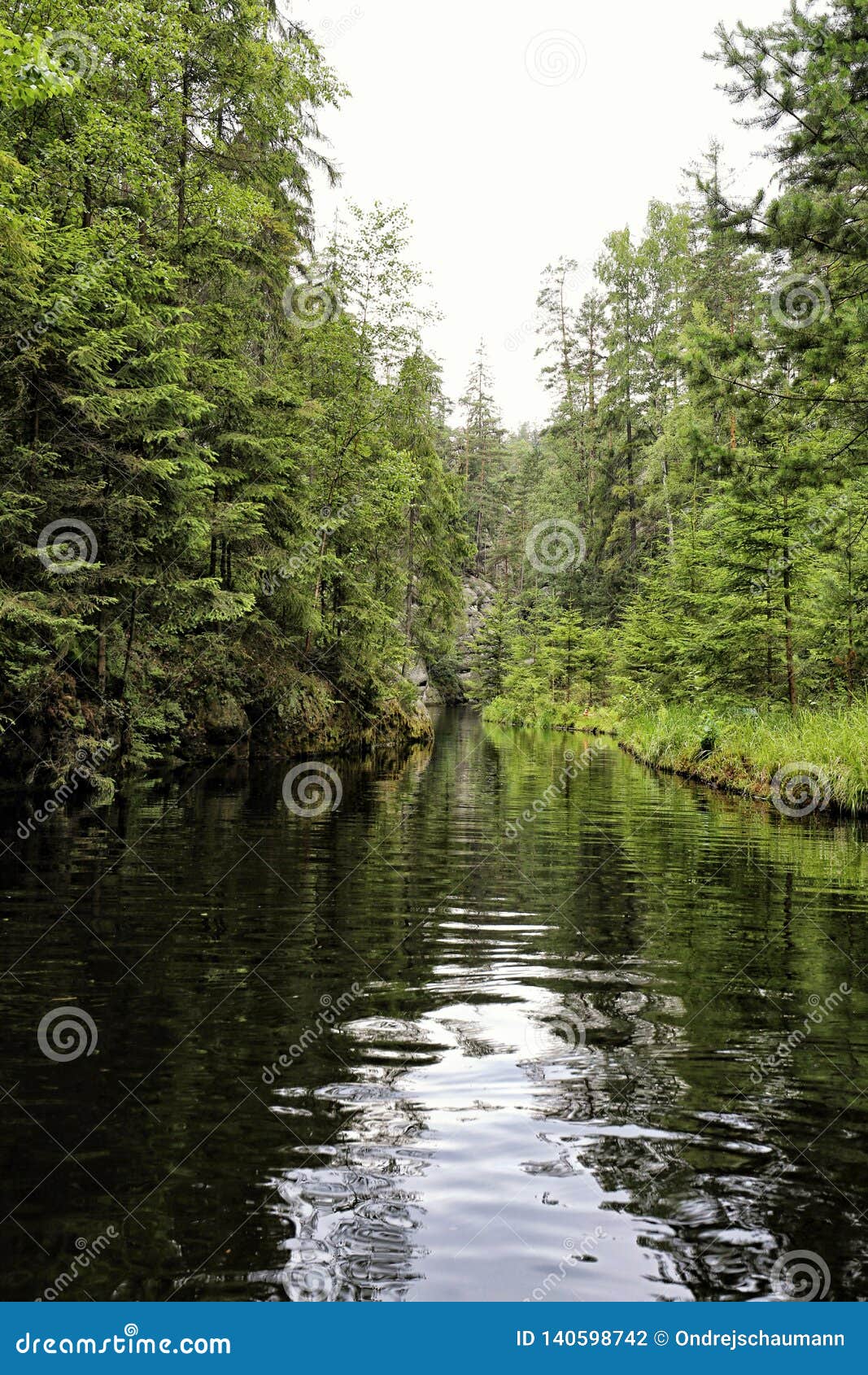 Straight River Channel between Tall Trees Stock Photo - Image of park ...
