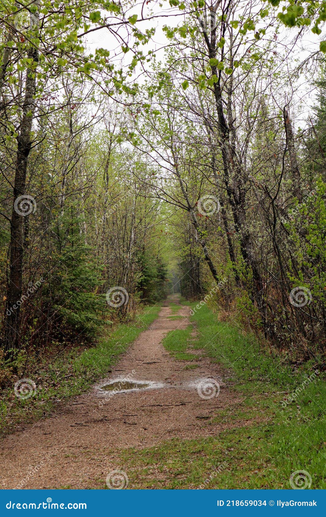 Straight Road in a Dense Forest Stock Photo - Image of manitoba, trail ...