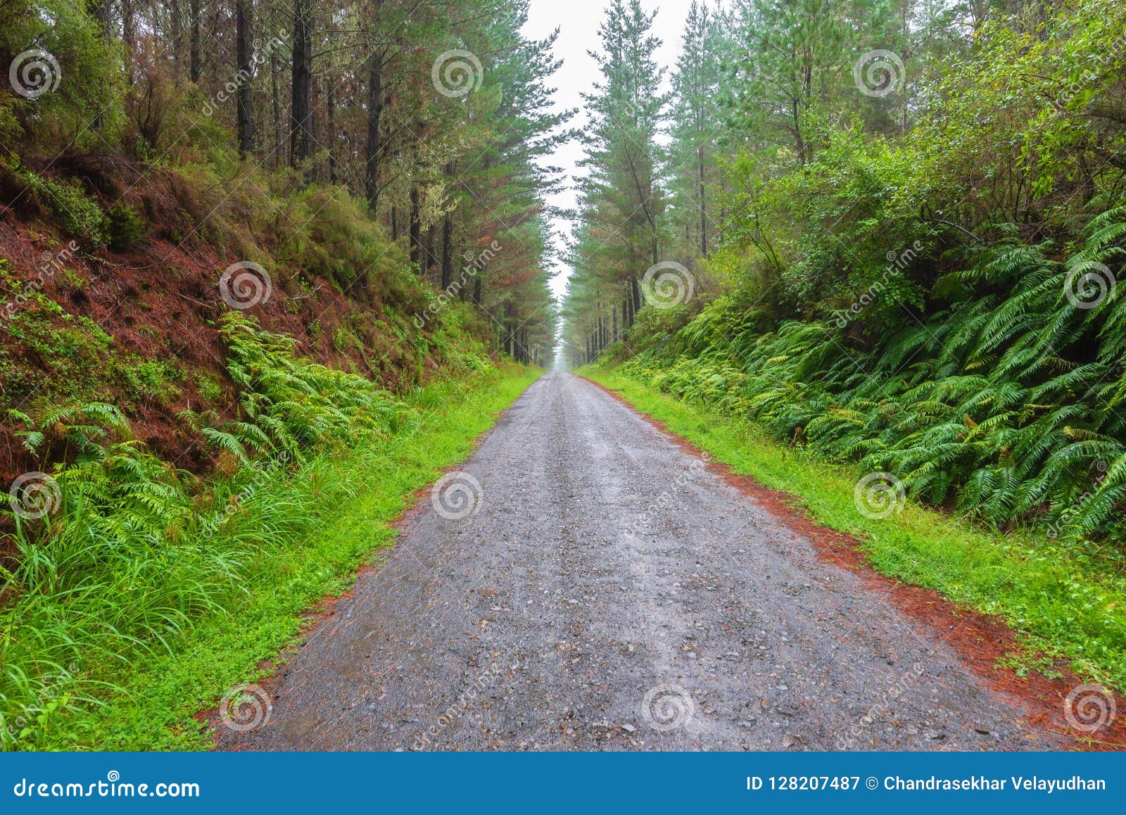 A Straight Road Disappearing into the Distance Stock Image - Image of ...