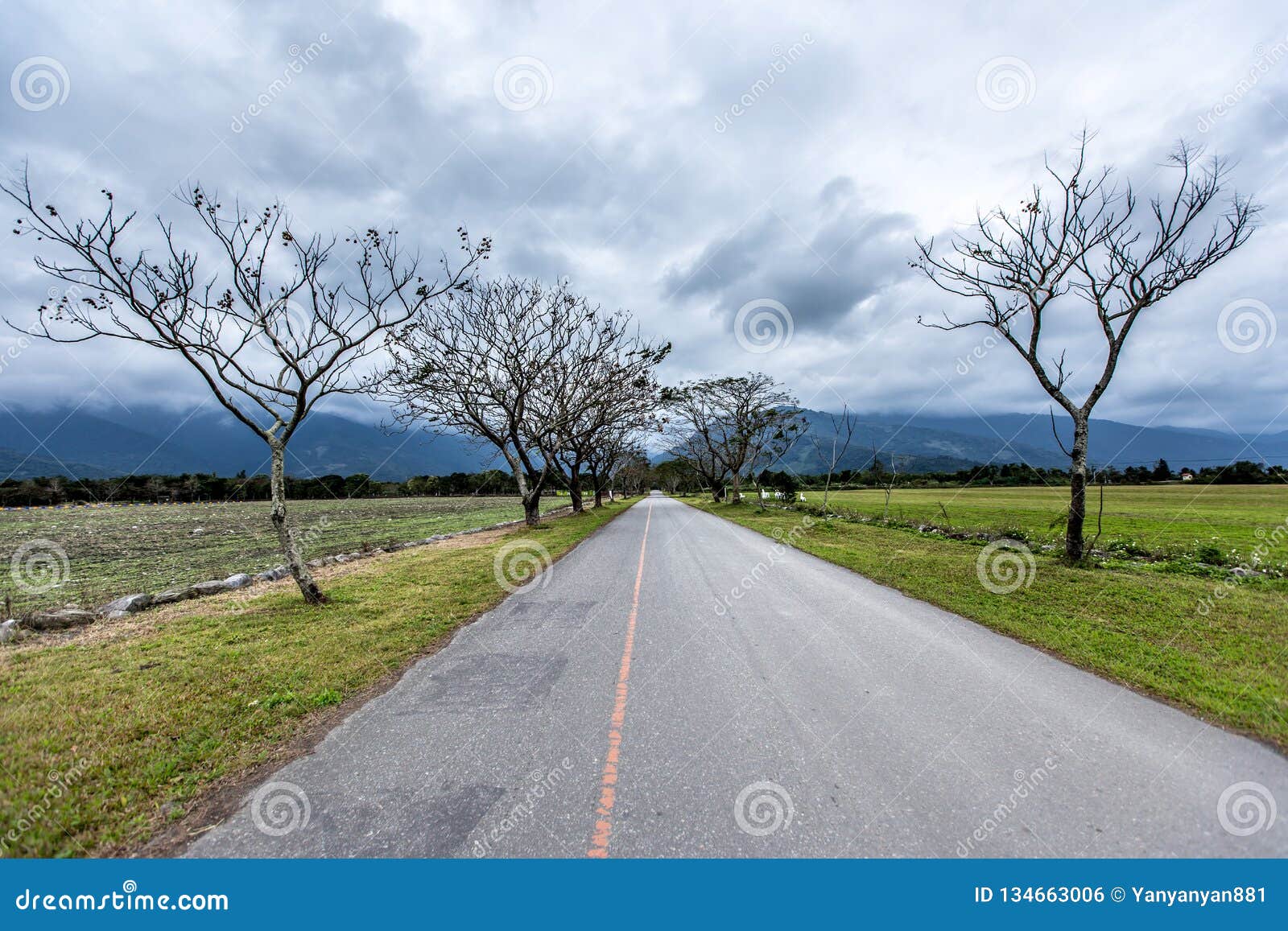 Straight Road Lined with Trees Stock Photo - Image of pathway, nature ...