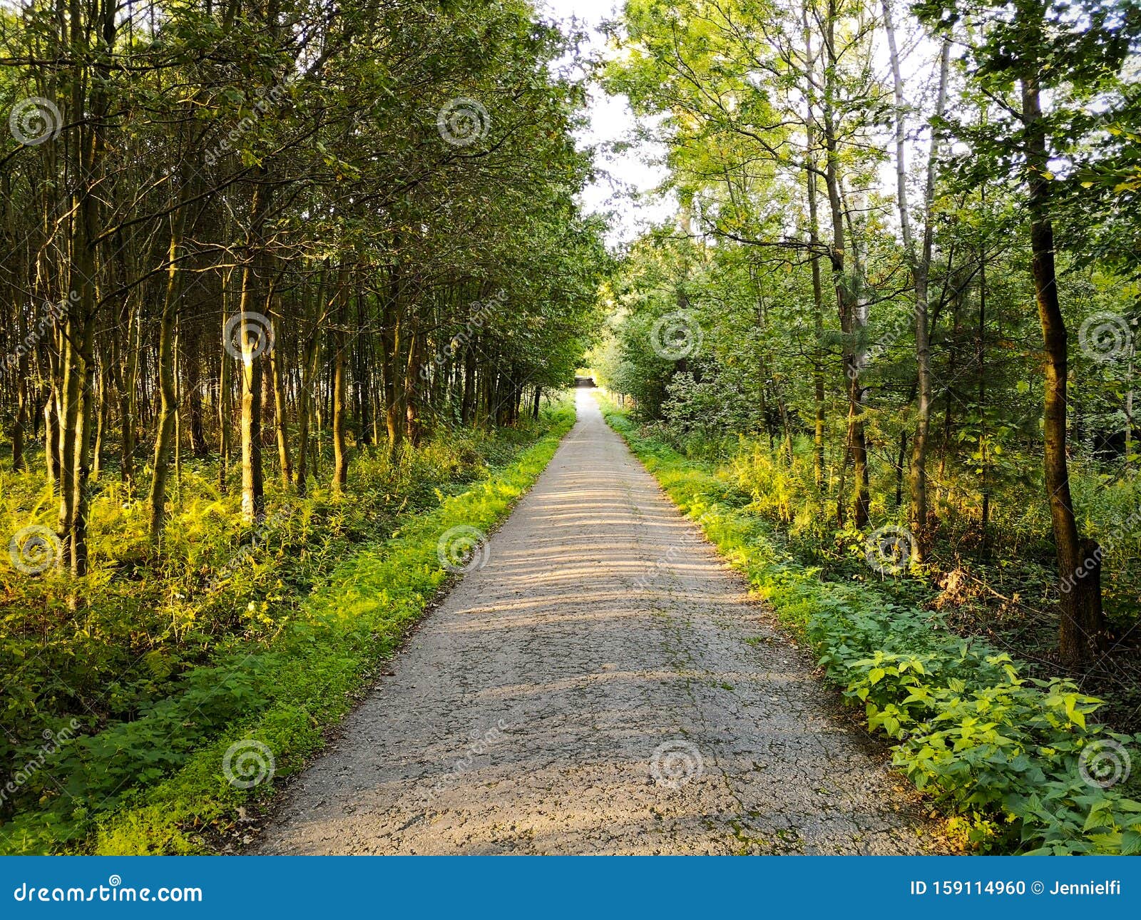 Straight Road Path in the Forest Going Forward Surrounded by Trees ...