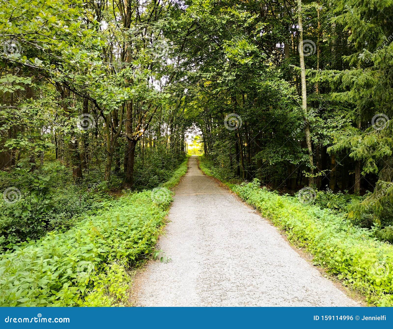 Straight Road Path in the Forest Going Forward Surrounded by Trees ...