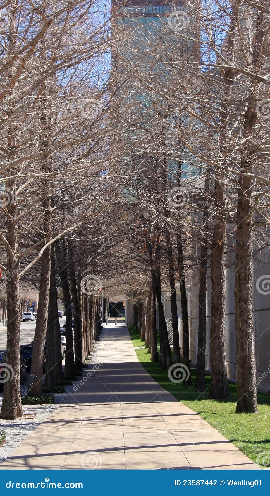 Straight Road and Trees in Downtown of City Stock Photo - Image of ...