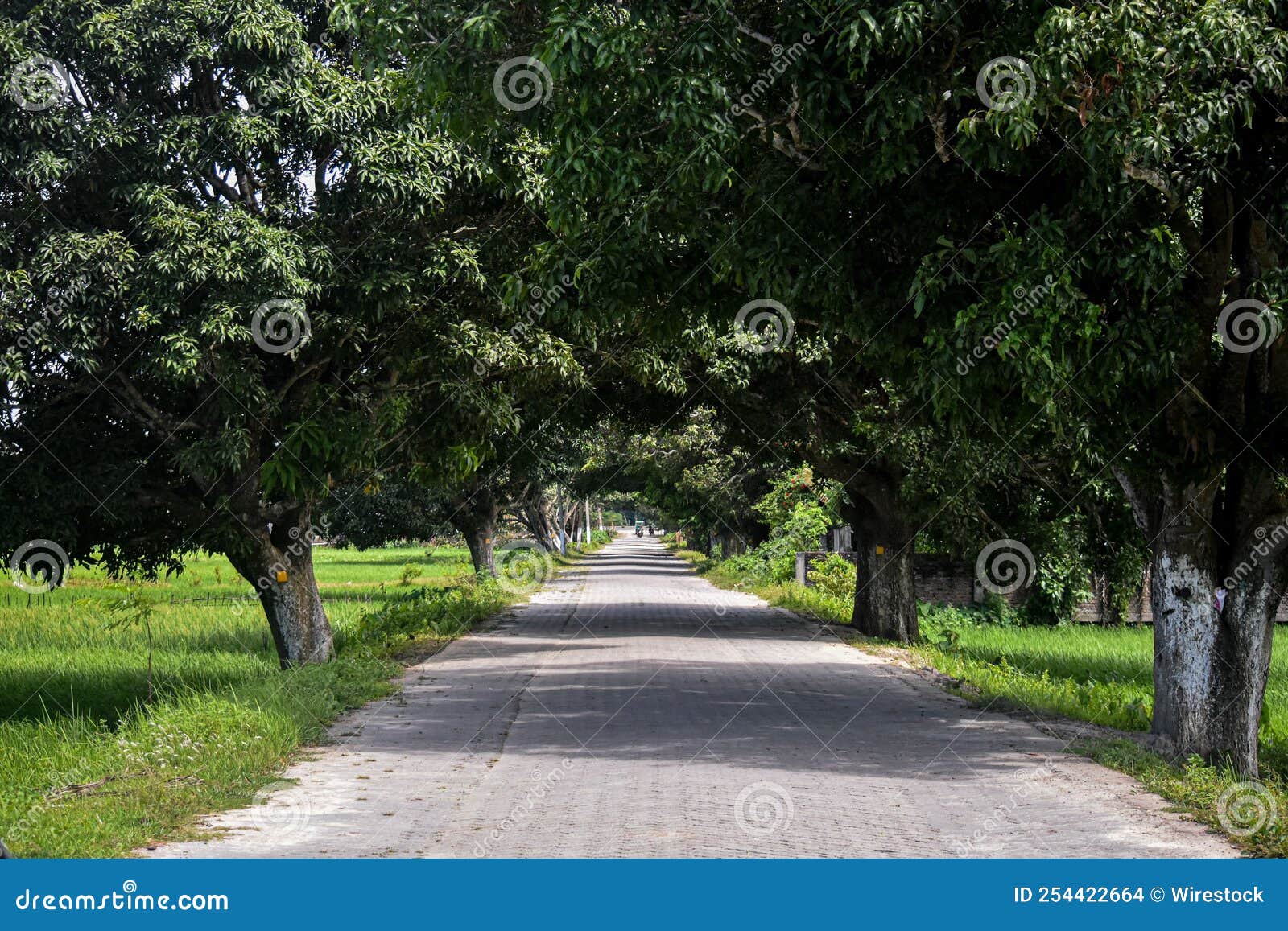 Straight Road with Trees on the Side Stock Photo - Image of summer ...