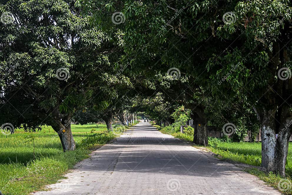 Straight Road with Trees on the Side Stock Photo - Image of summer ...