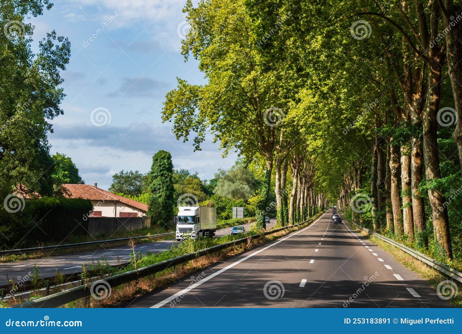 Straight Road with Two Rows of Trees on Its Edges and Several Vehicles ...
