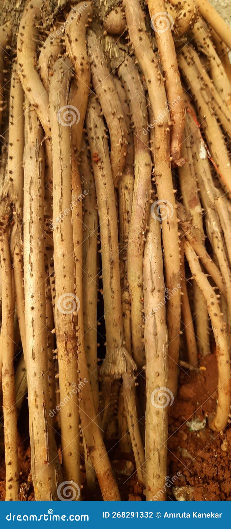 Straight Roots with Thorns Tiny Stock Photo - Image of food, wood ...