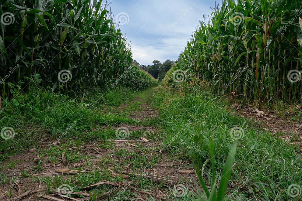 Straight Rows of Corn Growing in Cornfields in Portugal. Stock Image ...