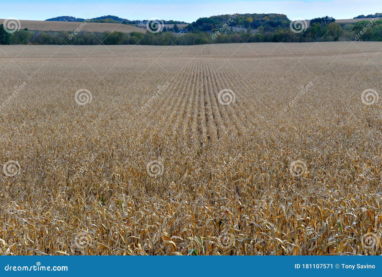 Straight Rows Of Dried Corn Ready For Harvest Stock Image ...