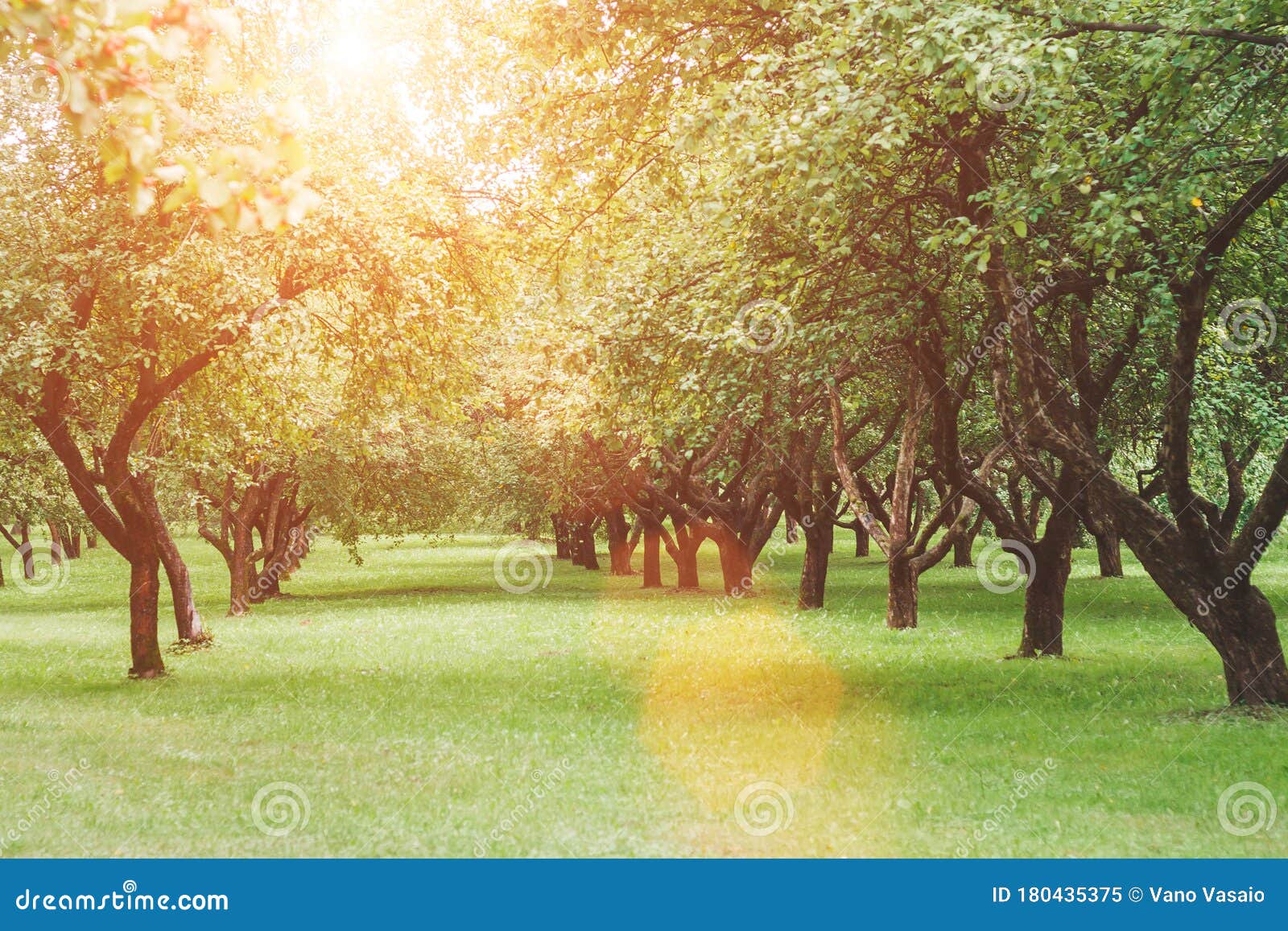 Straight Rows of Fruit Trees in the Garden Stock Image - Image of ...