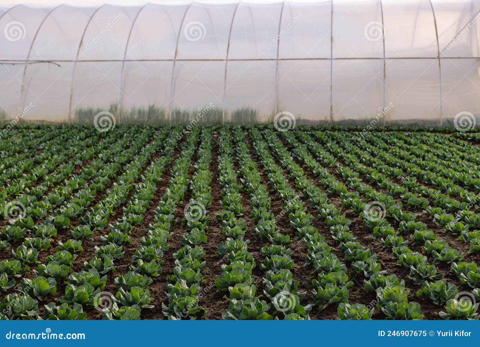 Straight Rows of Green Cabbage Grow in the Field in Front of ... Straight Rows of Green Cabbage Grow in the Field in Front of ...