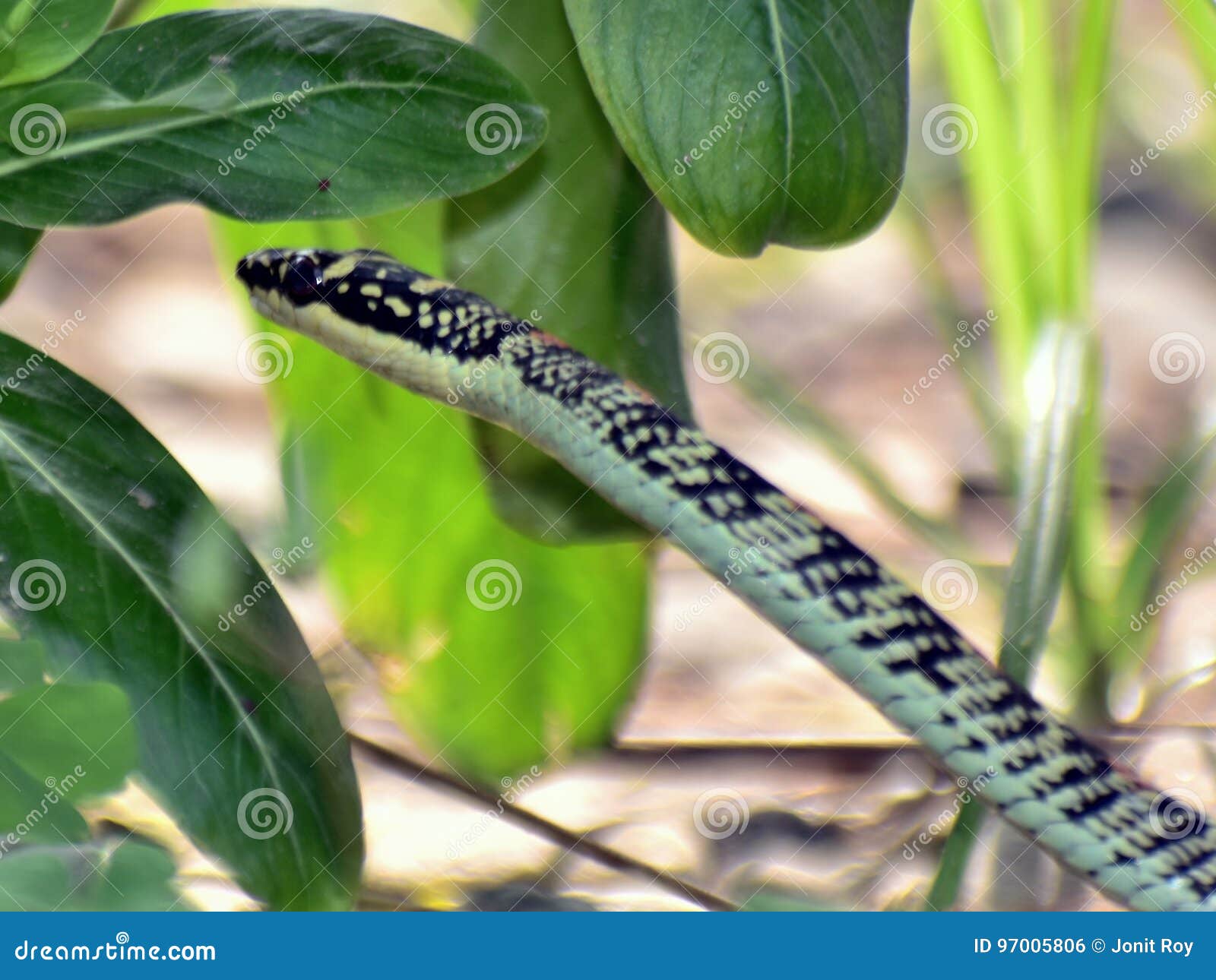 Straight snake stock photo. Image of attacking, pogition - 97005806