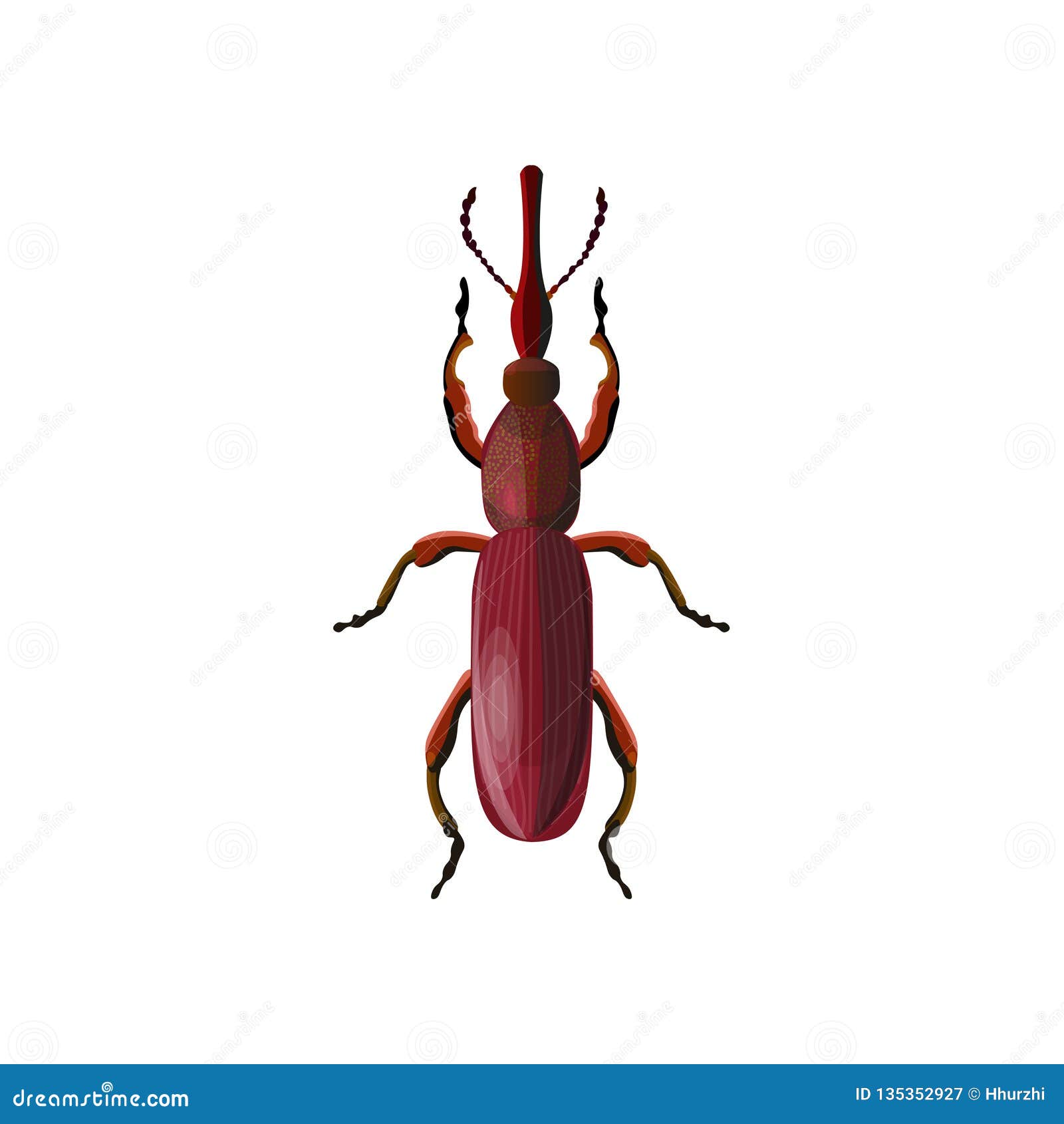 Weevil Beetle Vector | CartoonDealer.com #135375863