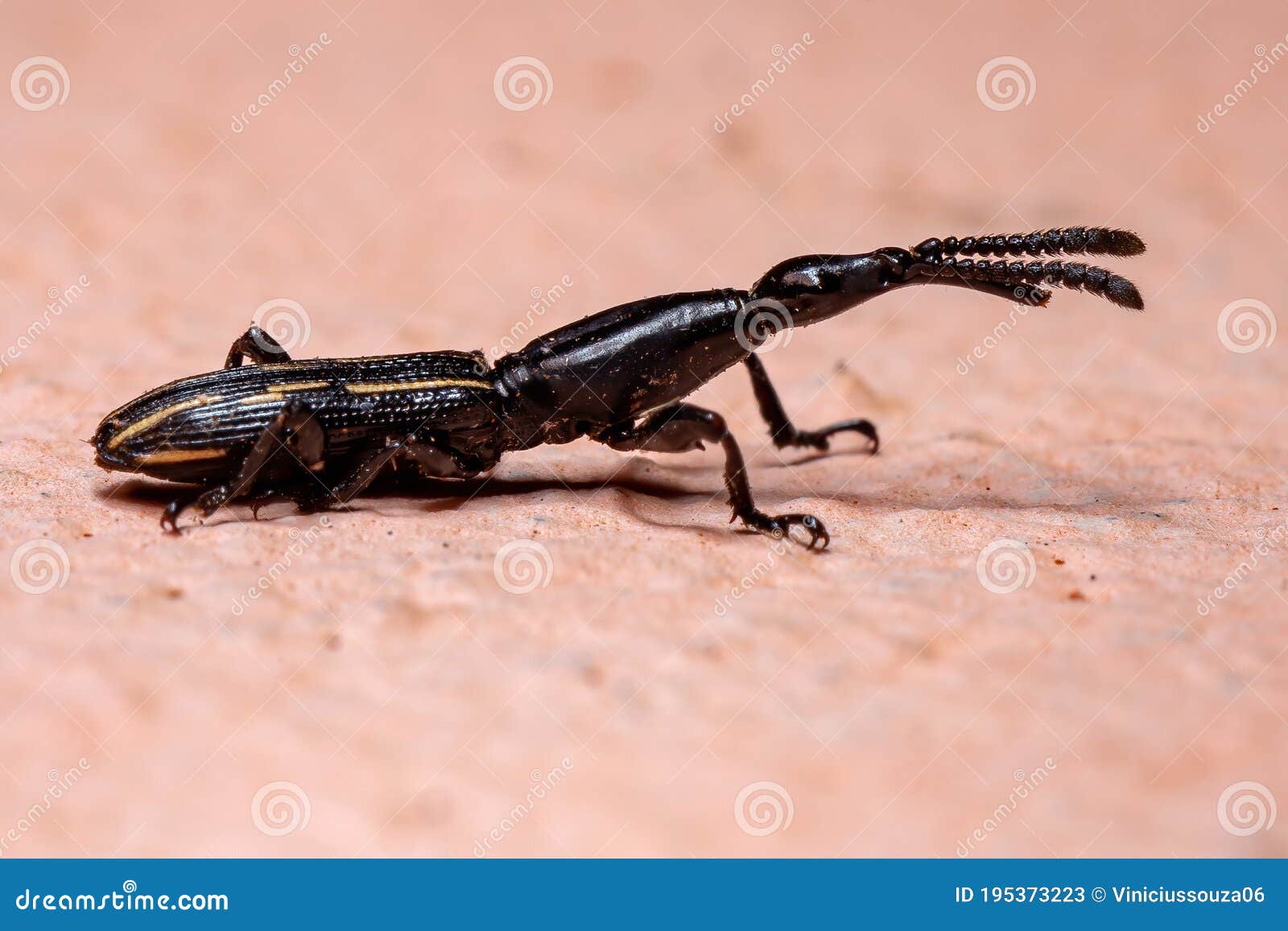 Straight-snouted Weevil stock image. Image of beetles - 195373223