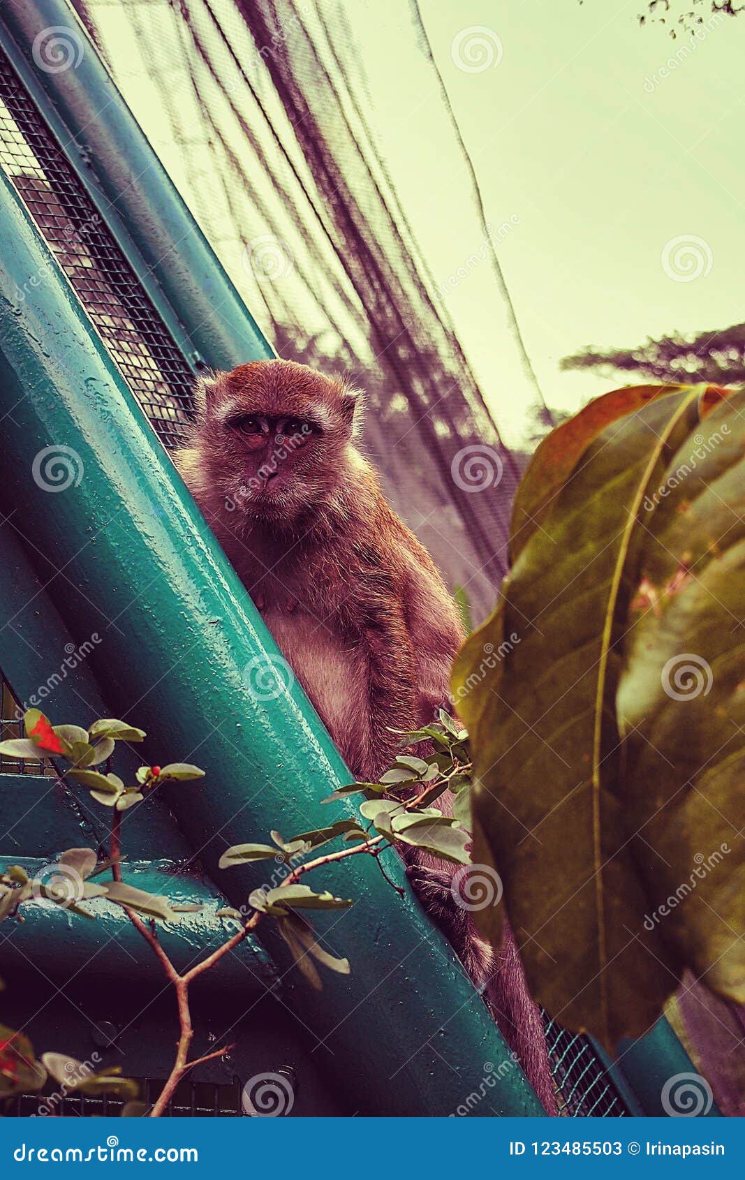 Serious Stare from a Monkey Stock Image - Image of mammal, camera ...