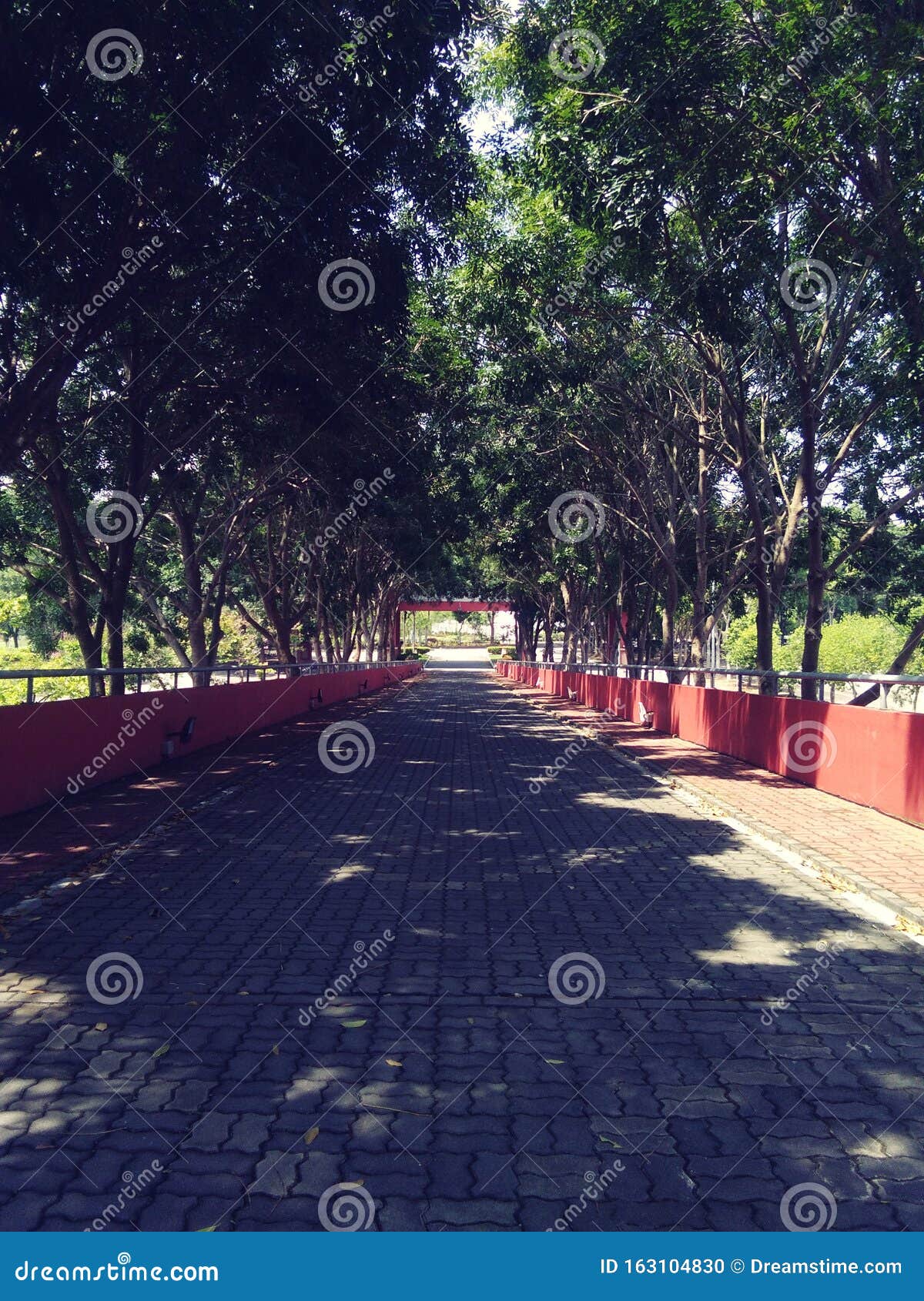 Center stock photo. Image of tree, straight, pavement - 163104830