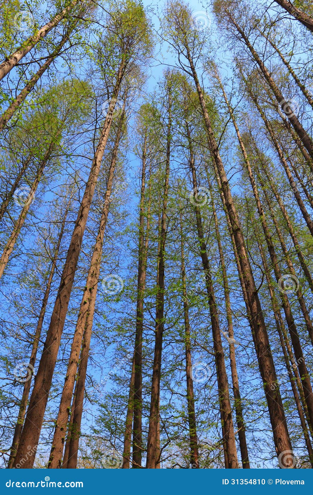 Straight Towering Trees stock photo. Image of landscape - 31354810