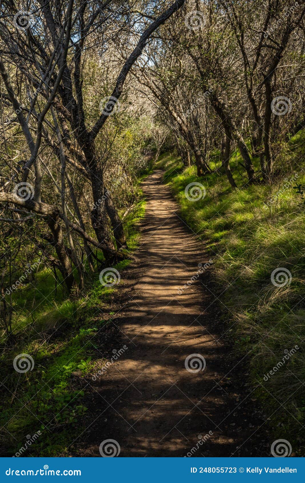 Straight Trail through Thick Forest and Shadows Stock Image - Image of ...