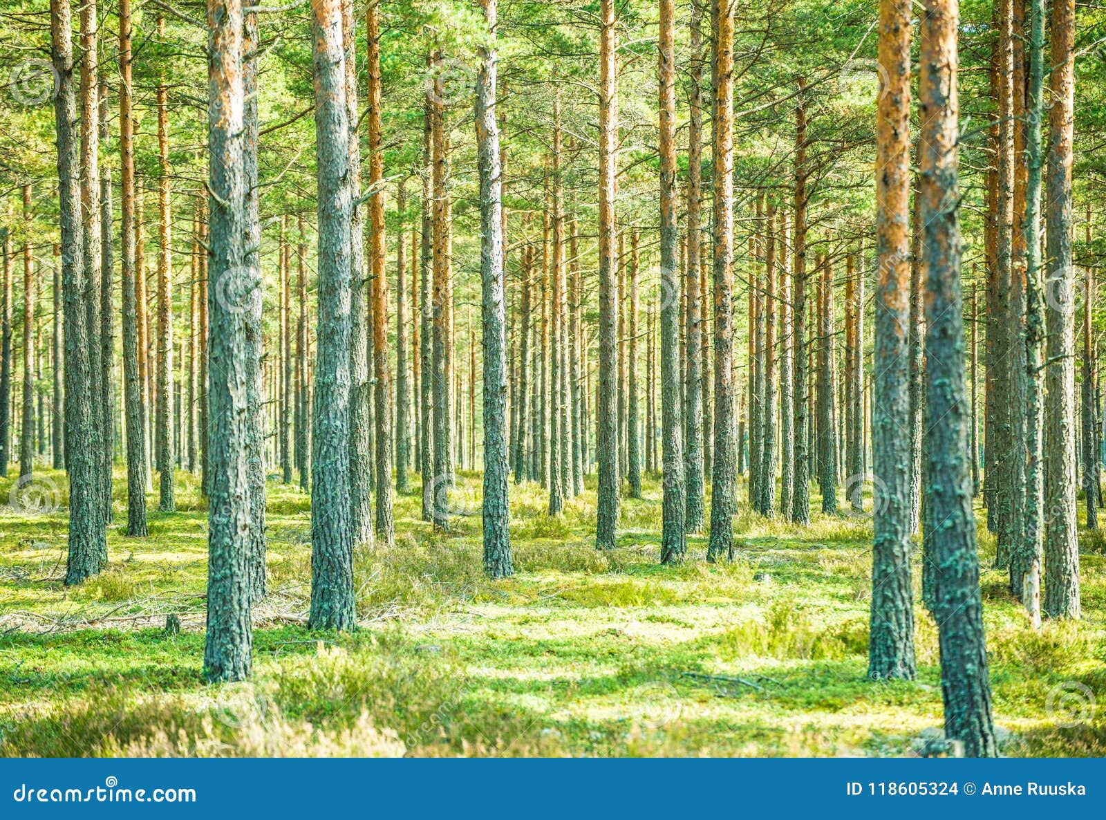Straight trees in forest stock photo. Image of green - 118605324
