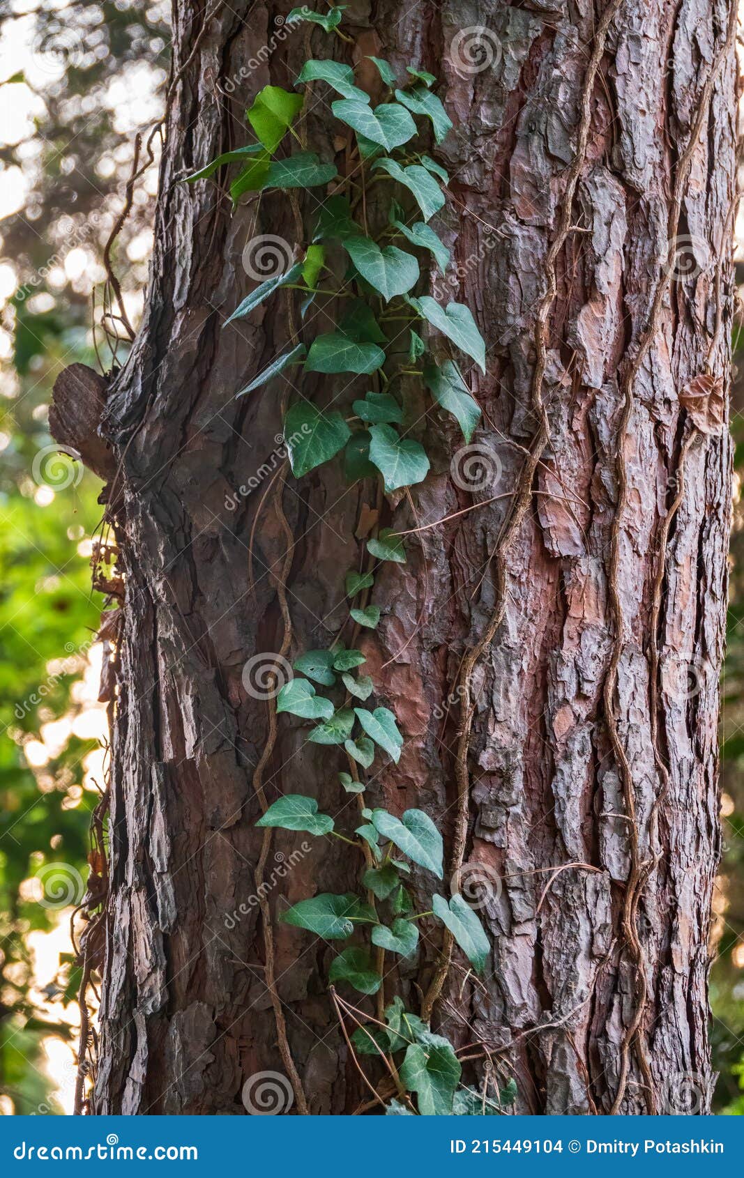 Straight Trunks of Evergreen Pine Trees in Spring Stock Photo - Image ...