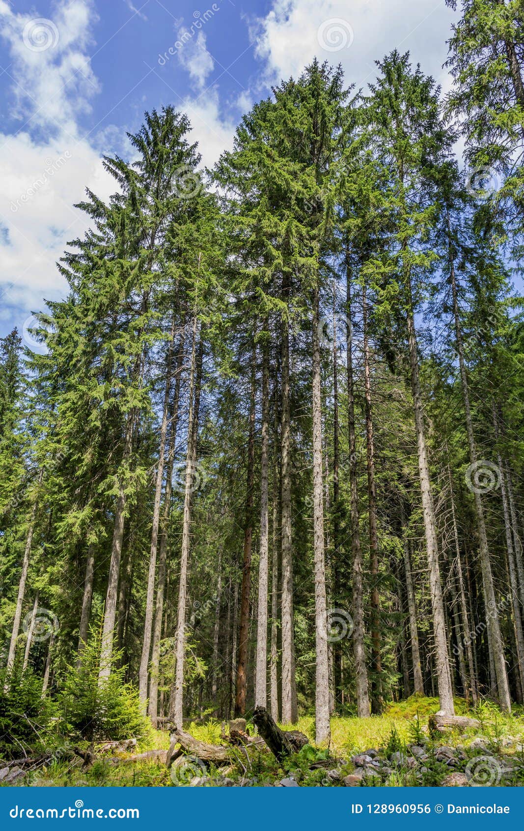 Straight Trunks of Pine in the Virgin Forest. Stock Photo - Image of ...