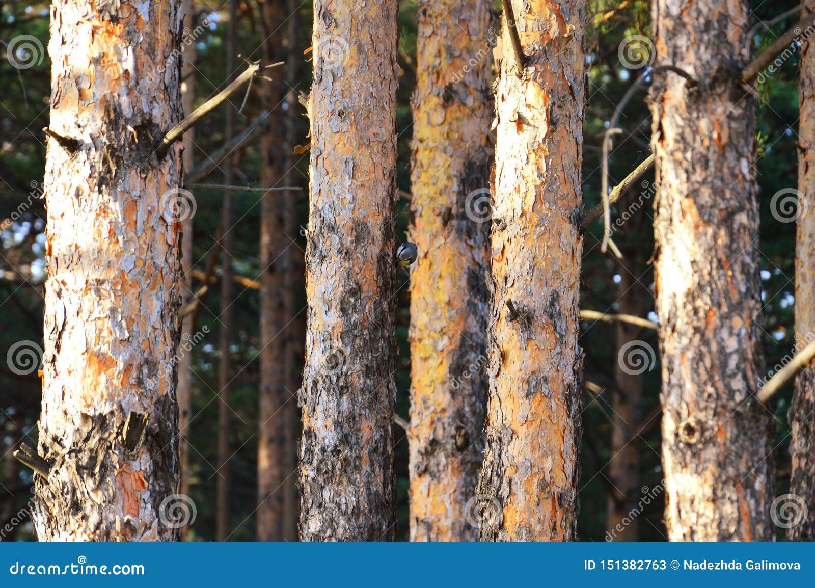 Straight Trunks Of Evergreen Trees Cryptomeria. Cryptomeria Japonica ...