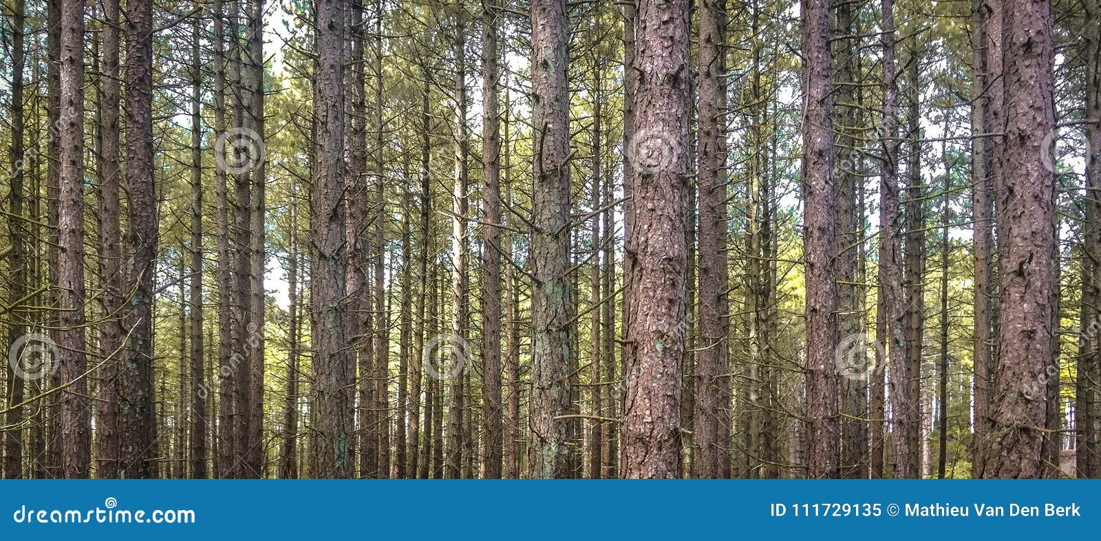 Straight Up Trees in Dutch Forest Stock Image - Image of scenery ...