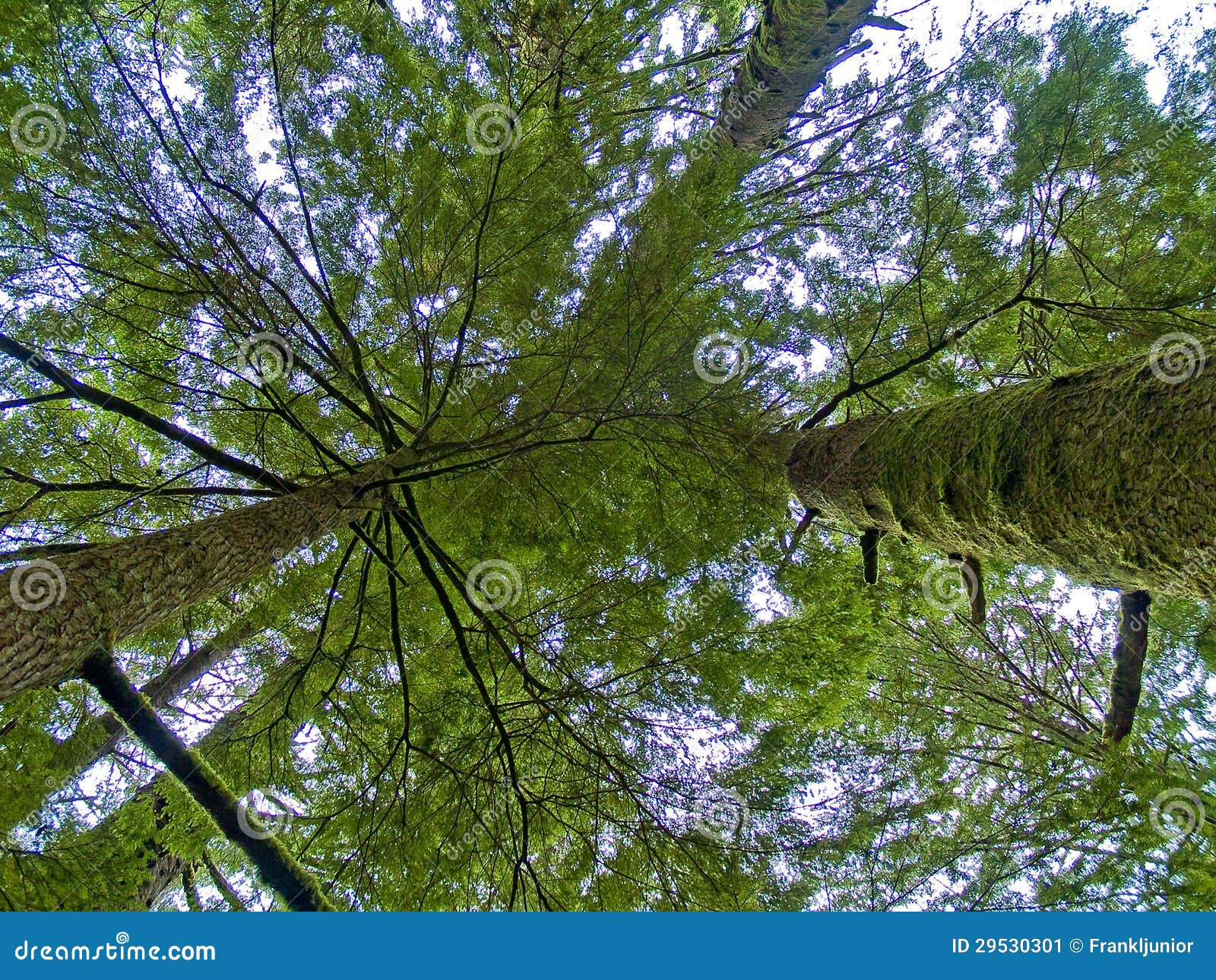 Straight Vertical View of Rainforest Stock Image - Image of green ...