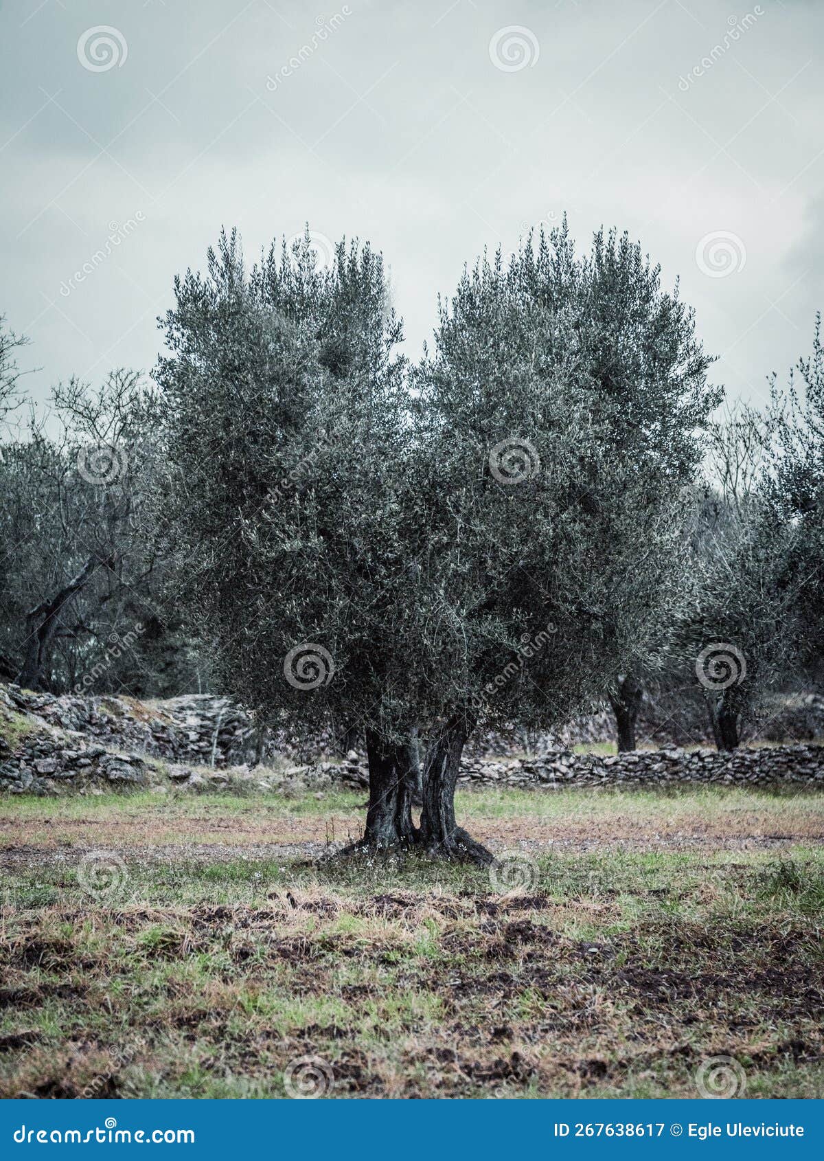 Straight View at the Heartshape Form Olive Tree Stock Image - Image of ...