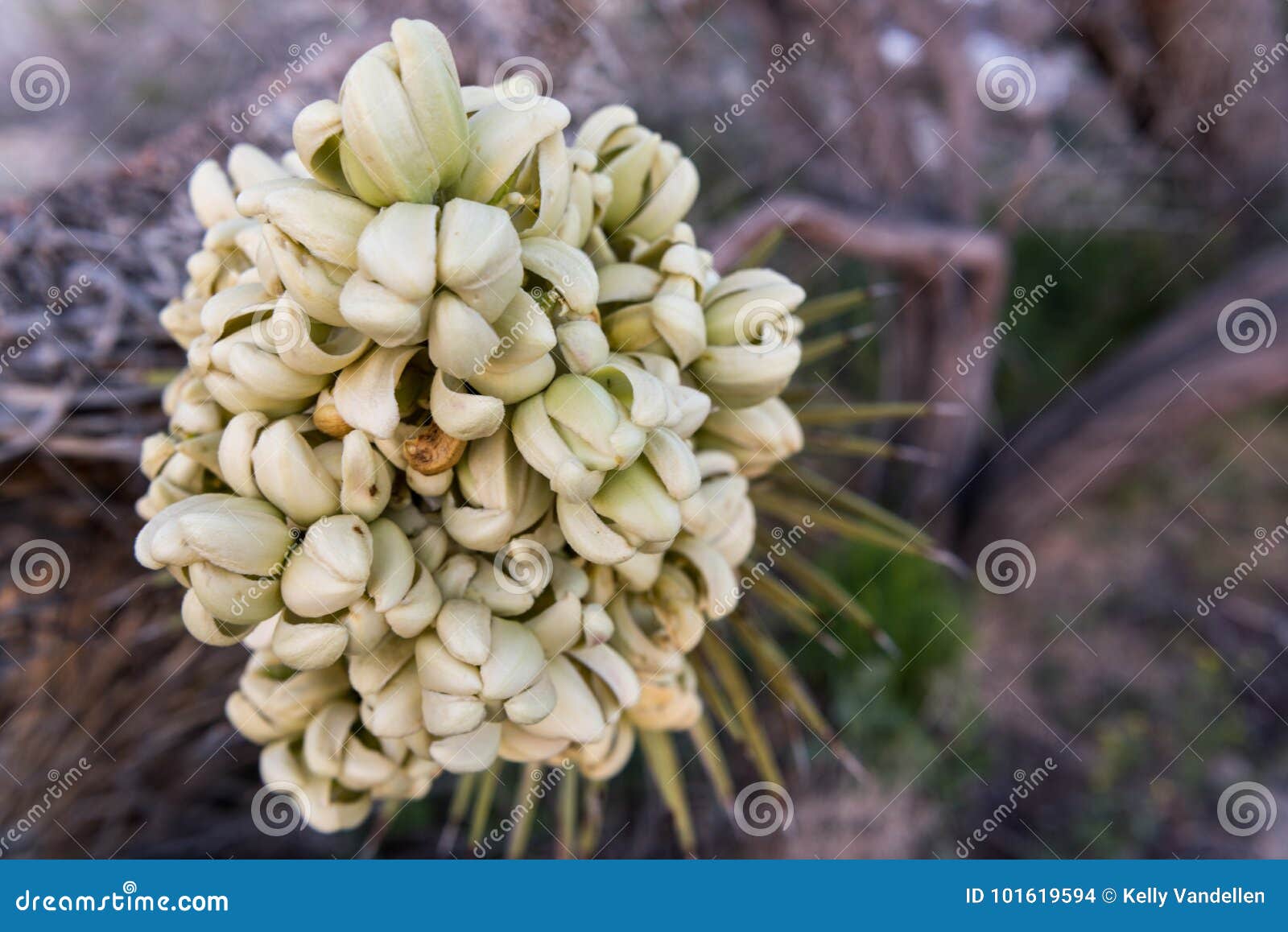 Straight on View of Joshua Tree Bloom Stock Photo - Image of spring ...