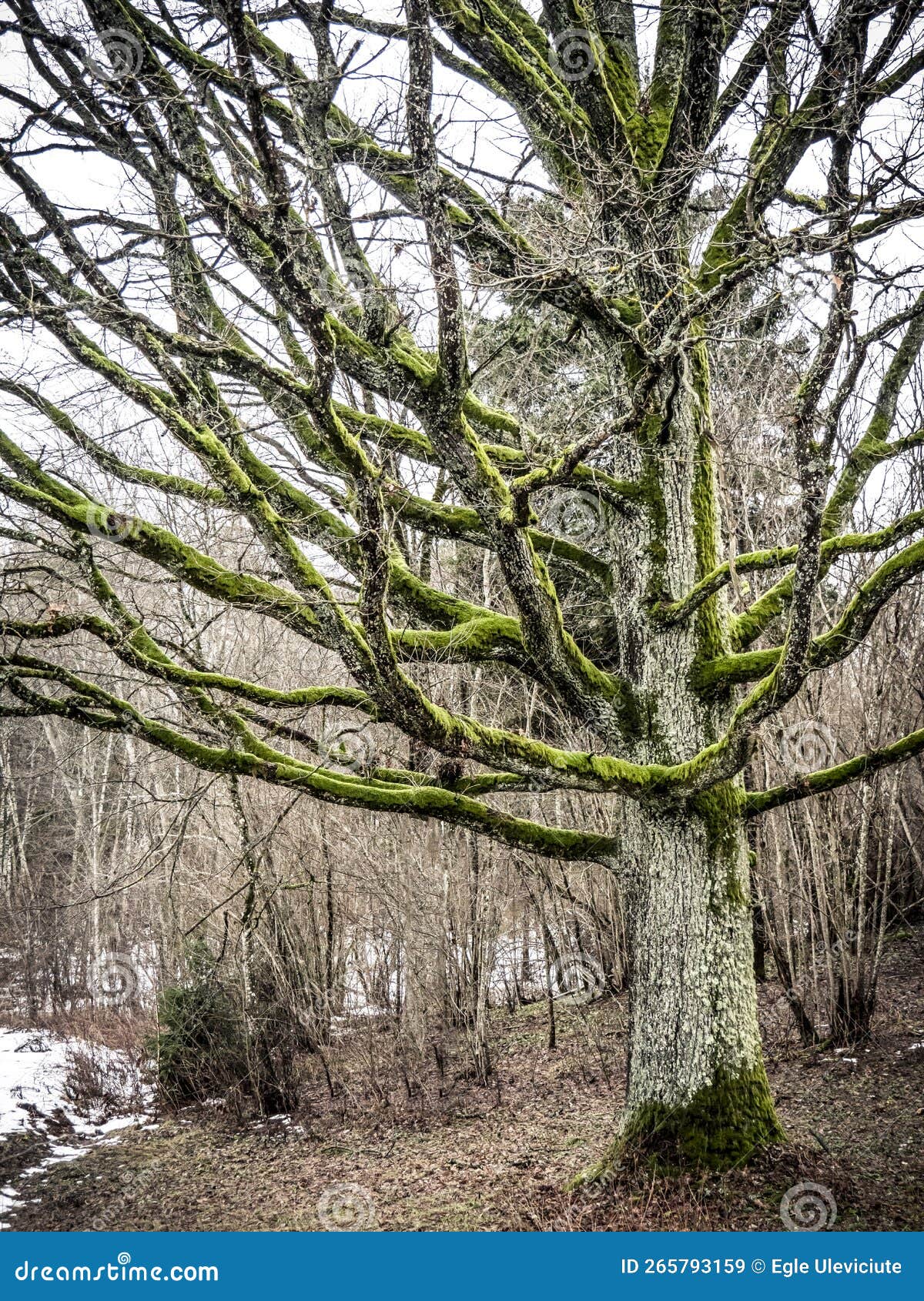Straight View at the Oak Tree in Winter Time Stock Image - Image of ...