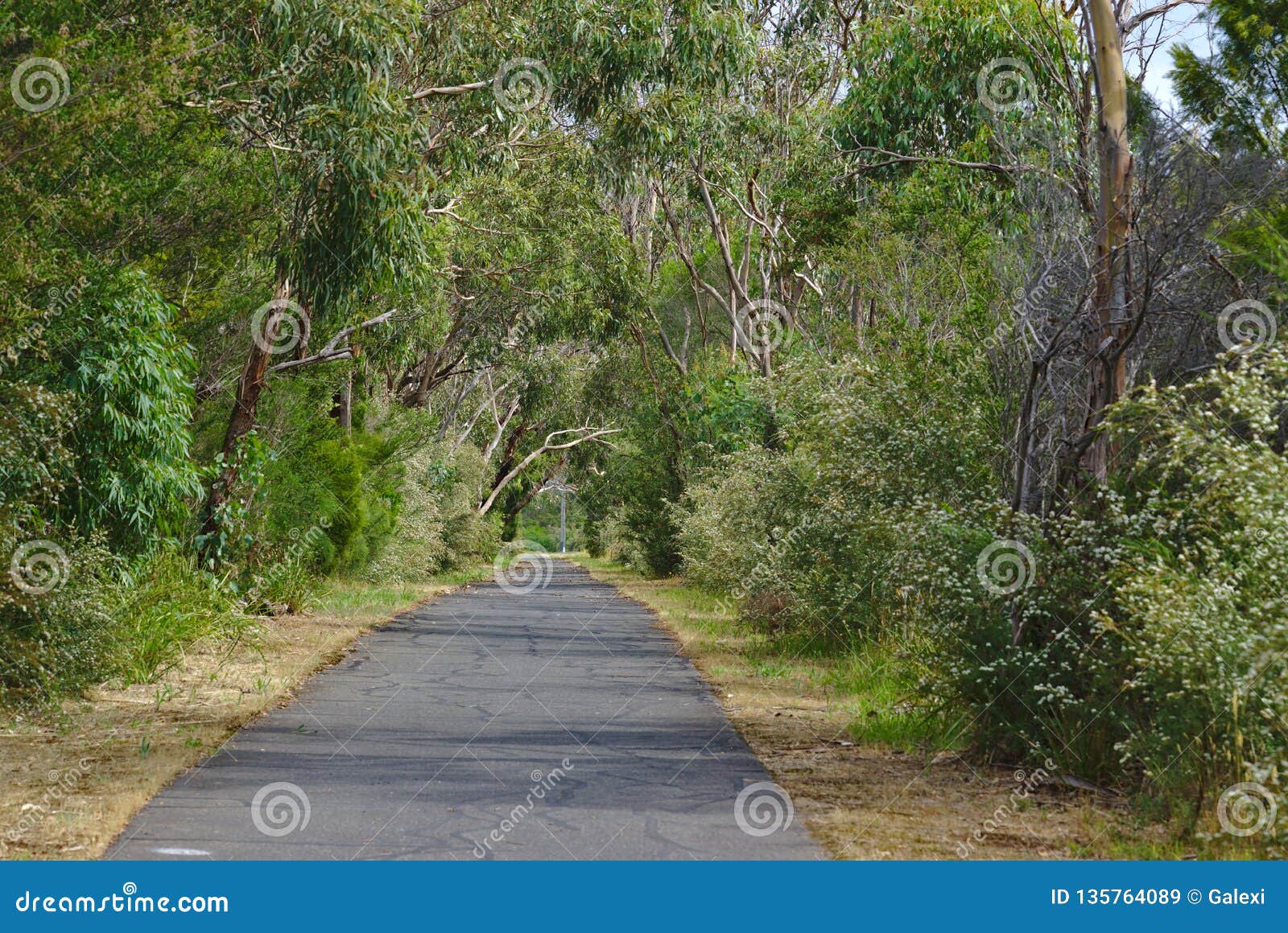 Straight Walk Path Park Stock Images - Download 694 Royalty Free Photos