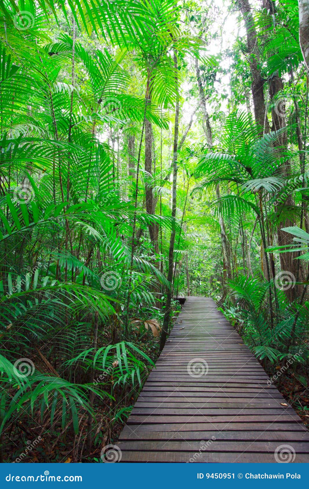 Straight Walkway into Jungle Stock Image - Image of walk, leaf: 9450951