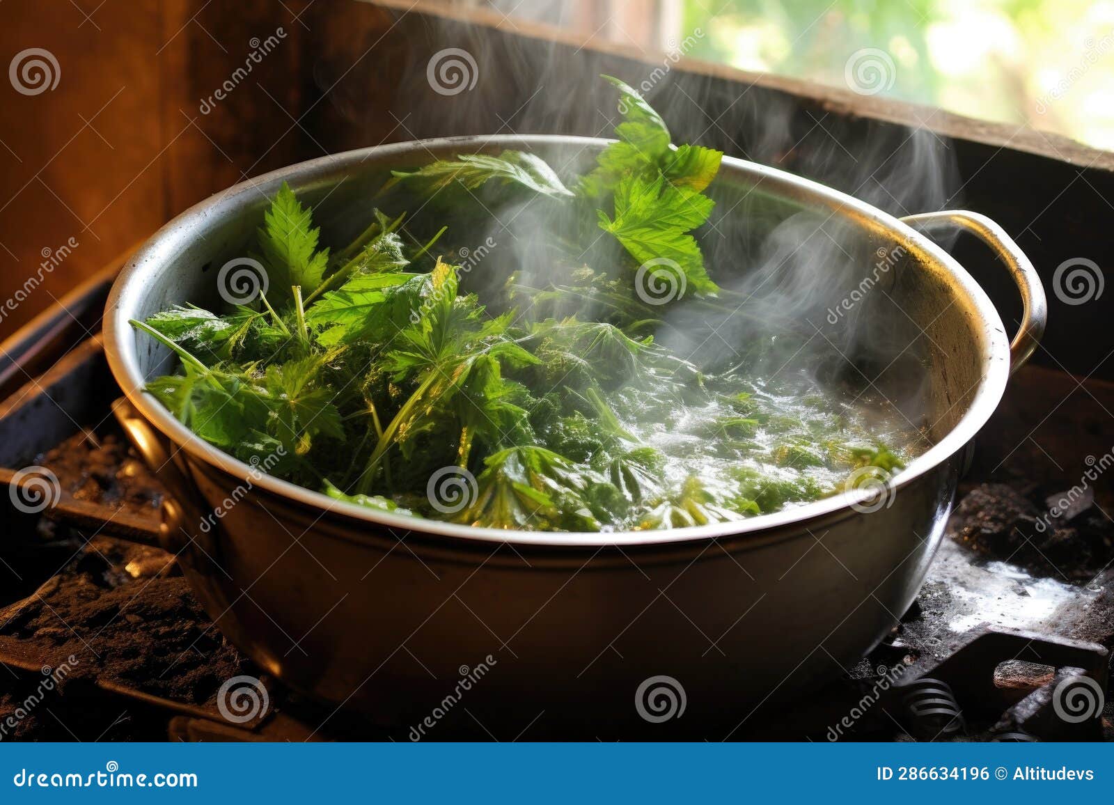 Straining Nettle Leaves from Boiling Water Stock Illustration ...