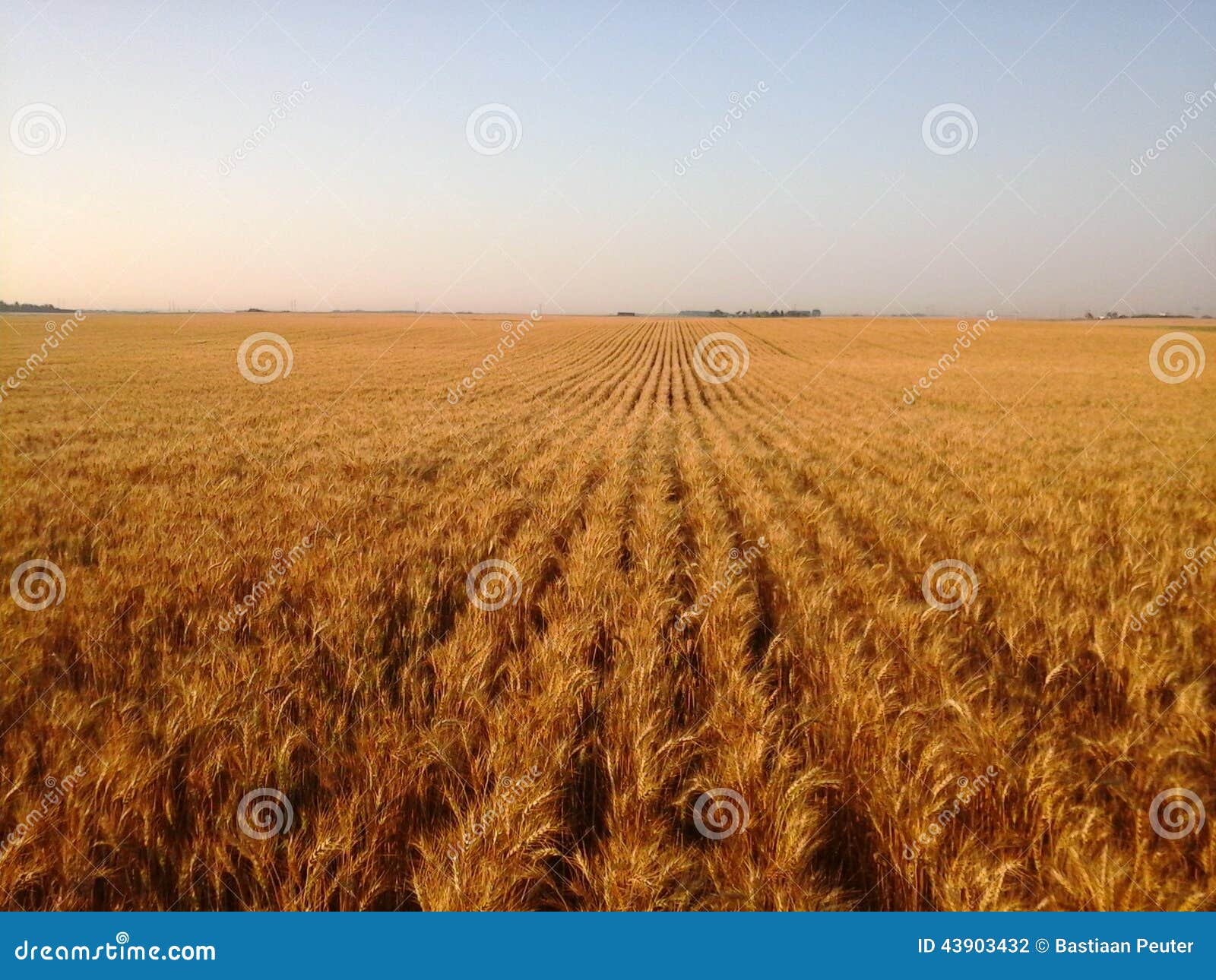 Long Straight Clean Rows of Grain Stock Photo - Image of grows, farm ...