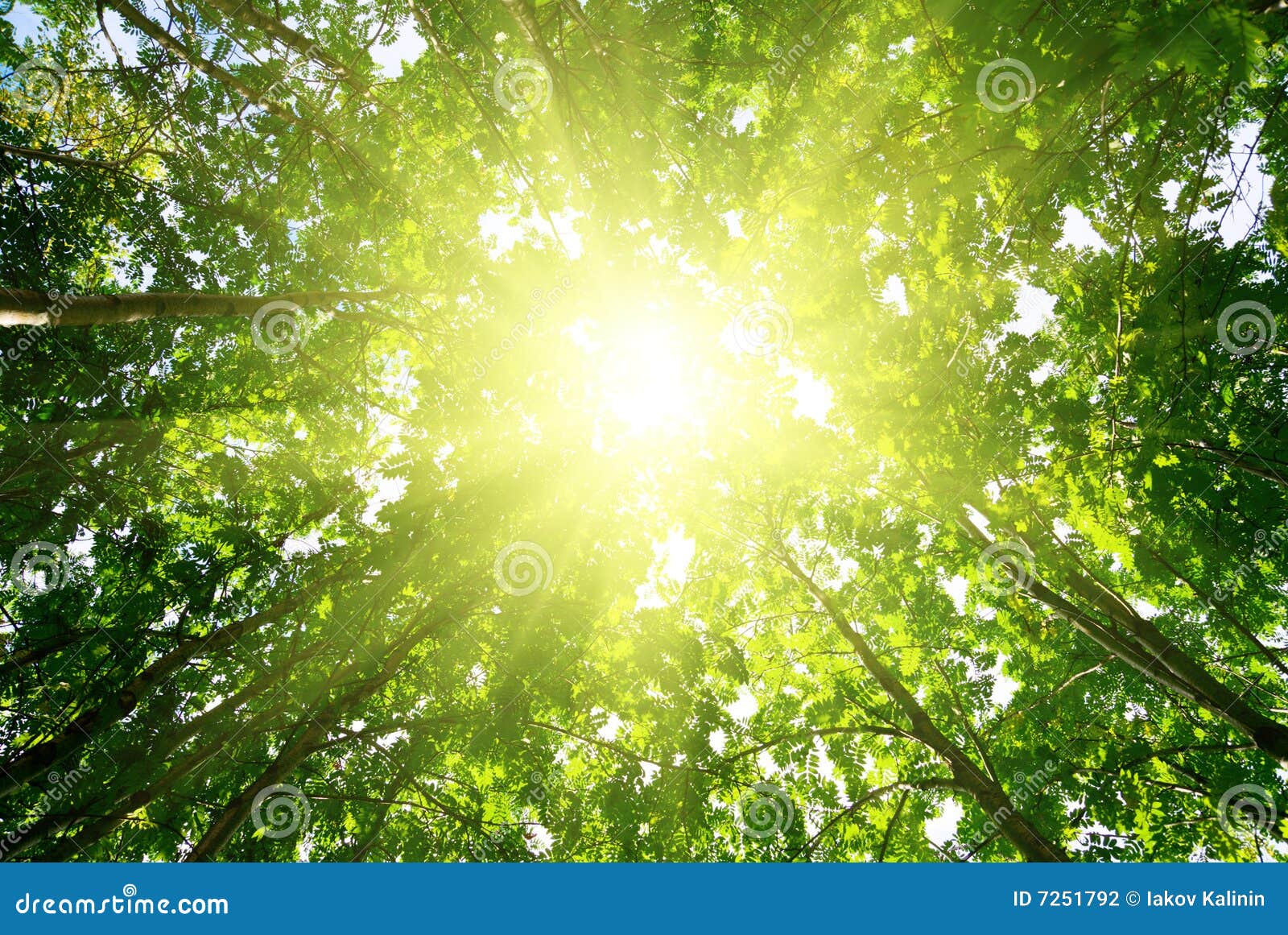 Stralen van zon in bos stock foto. Image of zonlicht, zomer - 7251792