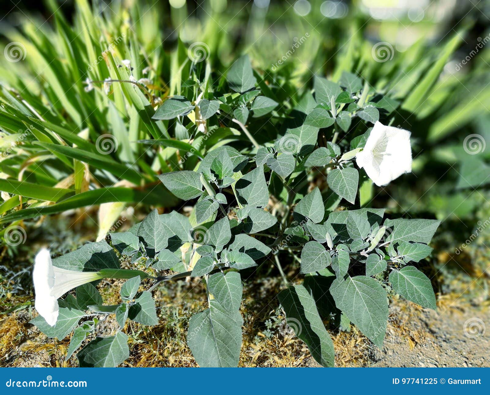 Stramonium White Open Flower Stock Image - Image of nightshade, open ...