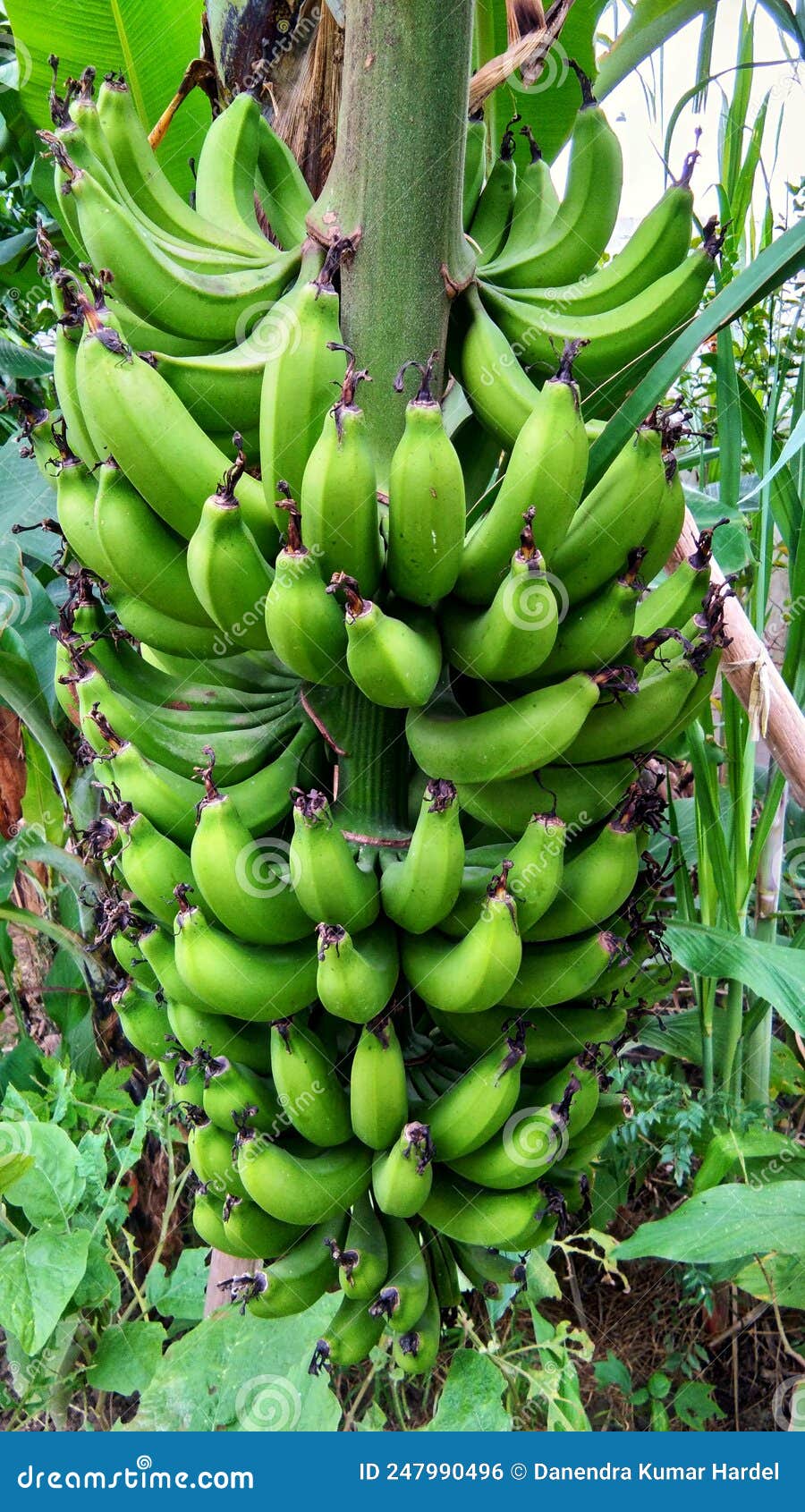 A strand of banana. stock photo. Image of produce, shrub - 247990496