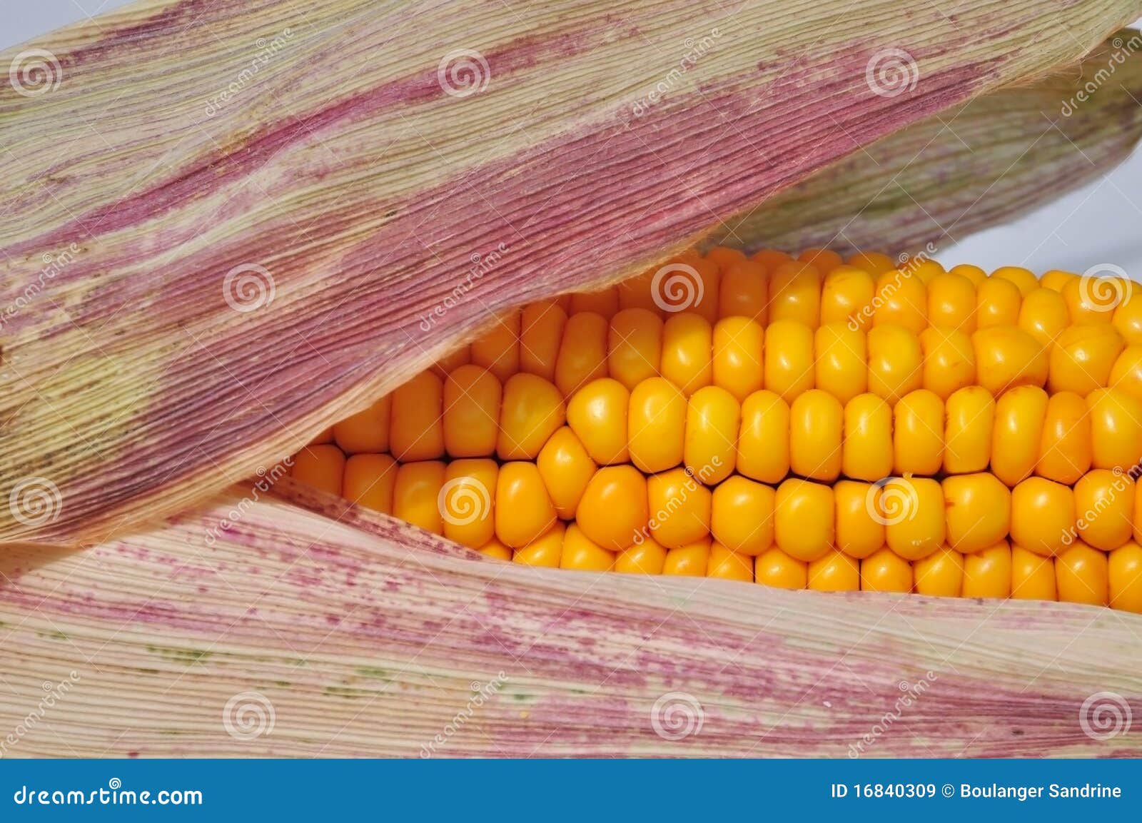 Strand of Corn Seen Up Close Stock Image - Image of food, close: 16840309