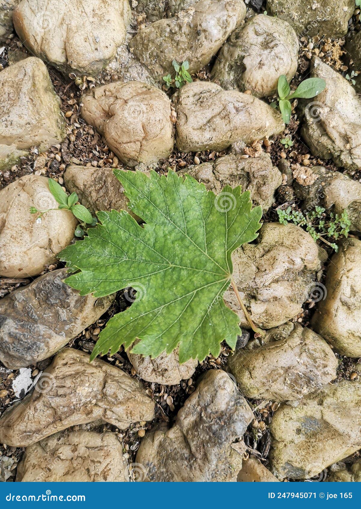 A Strand of Grape Leaves Lying on the Side Stock Image - Image of ...