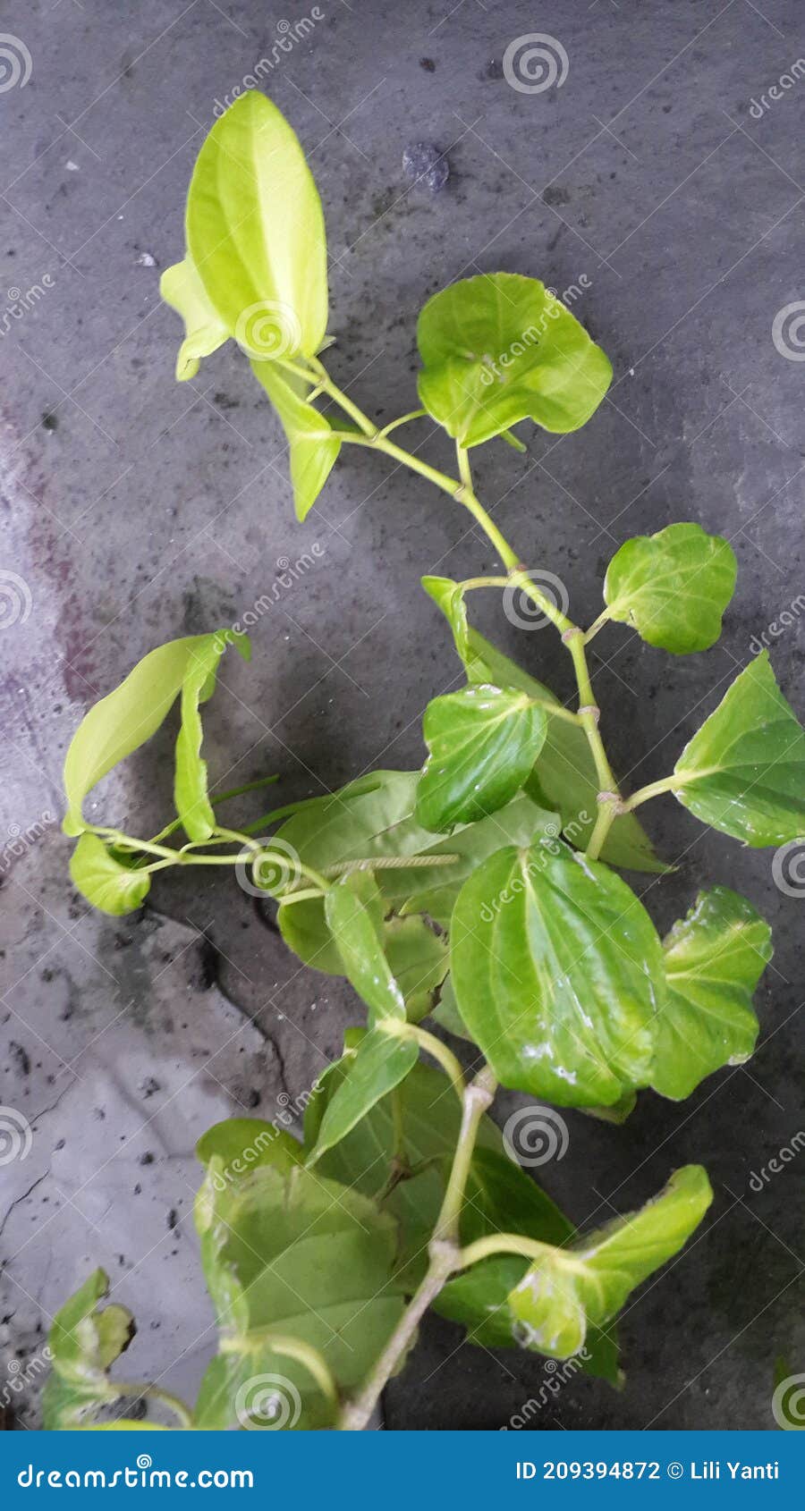 Strand of Green Leaves with Stems Leaning Against the Wall Stock Photo ...