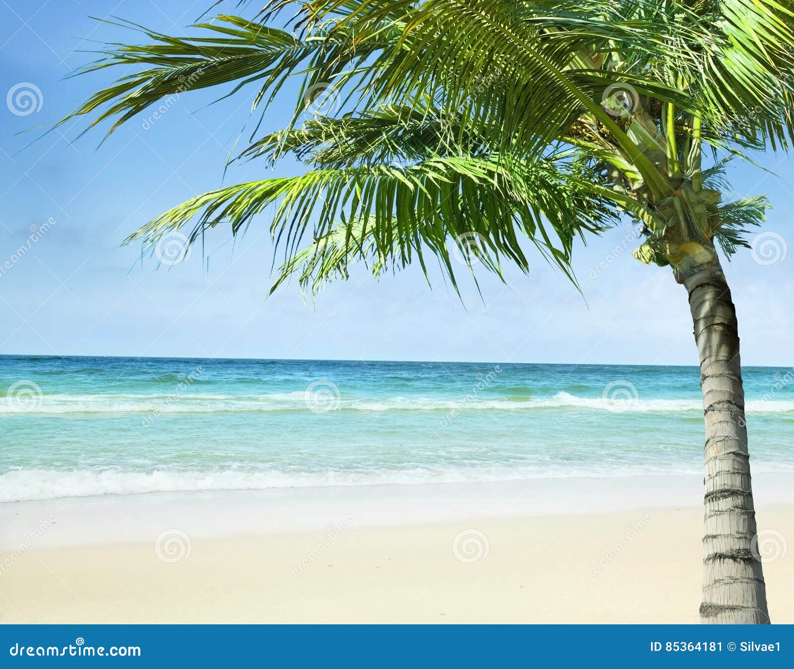 Strand mit der Palme stockbild. Bild von meer, klima - 85364181