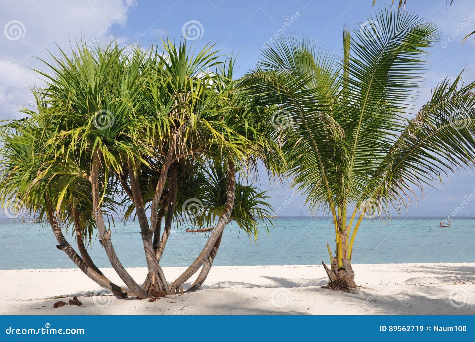 Strand mit Palmen und Sand stockbild. Bild von küstenlinie - 89562719