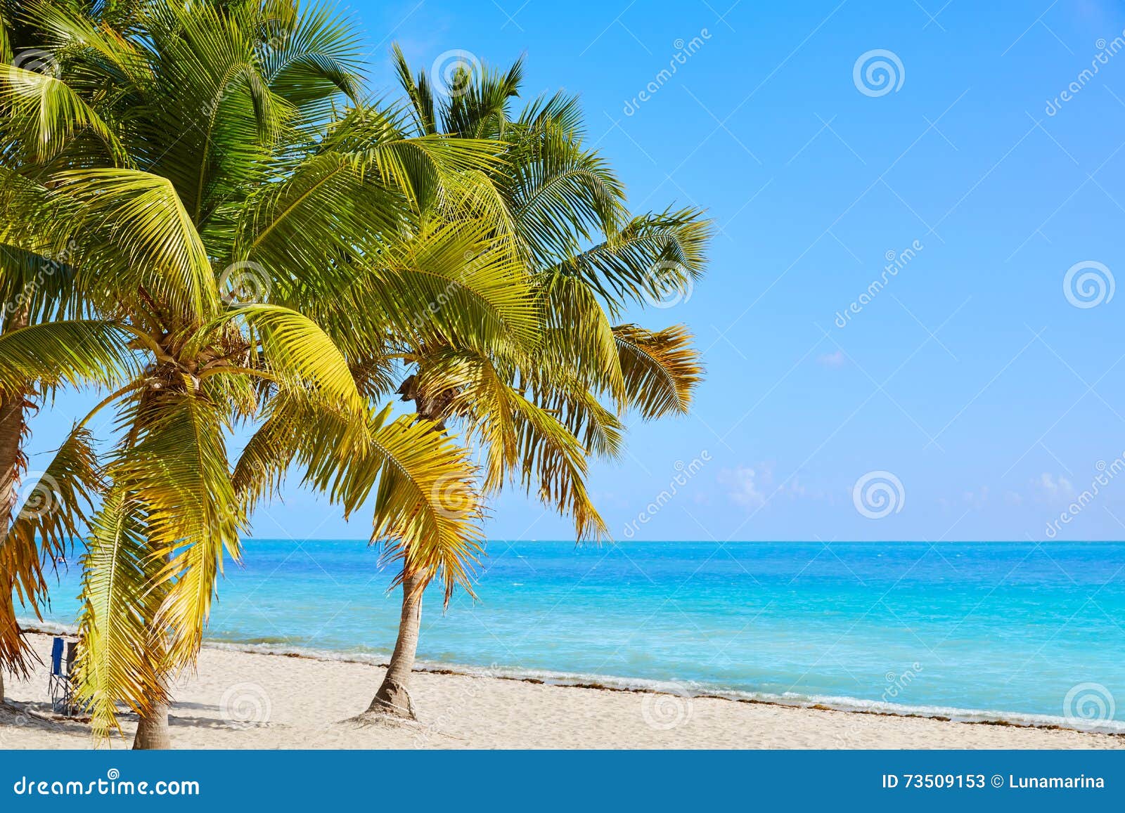 Strand-Palmen US Key West Florida Smathers Stockbild - Bild von ...