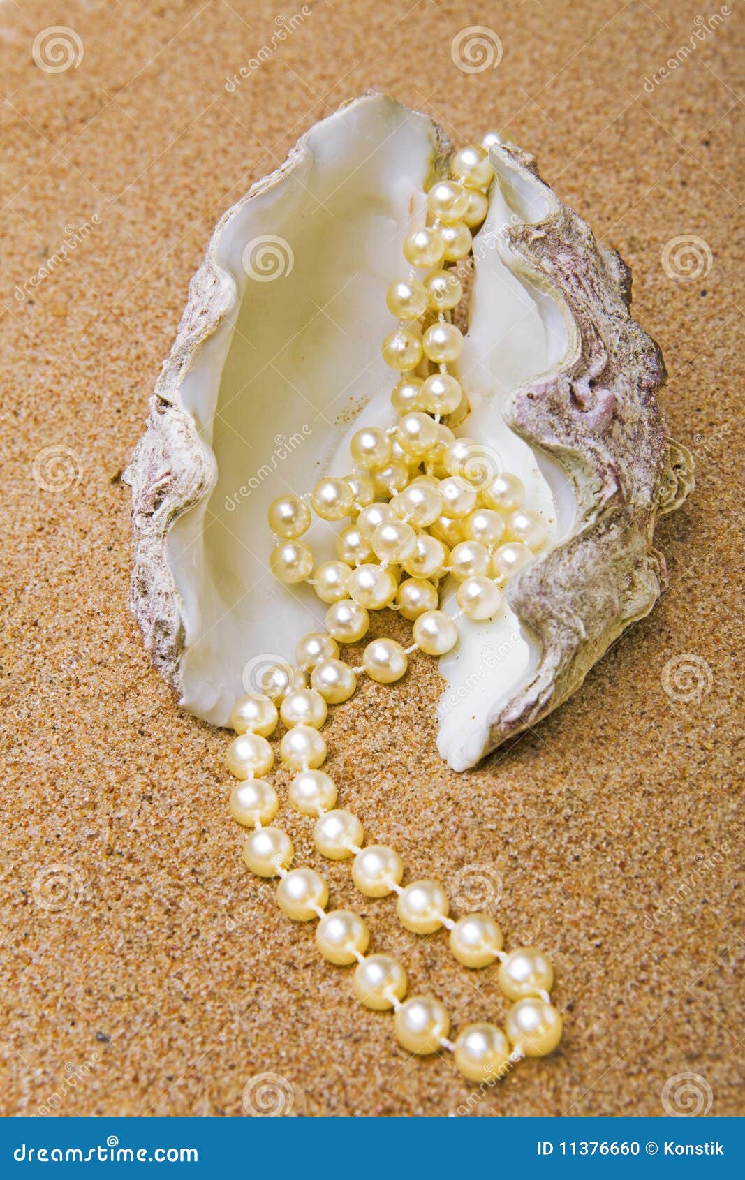 Strand of Pearls Lays in Shell Stock Photo - Image of beautiful, gift ...