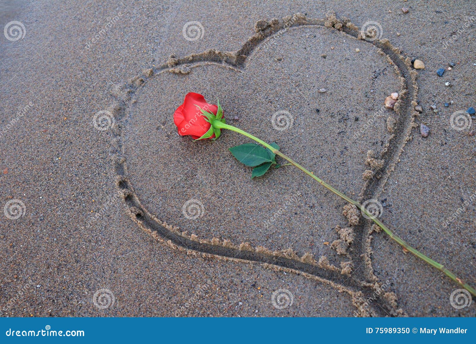 Strand rote Rose stockfoto. Bild von blume, betrieb, gezeichnet - 75989350