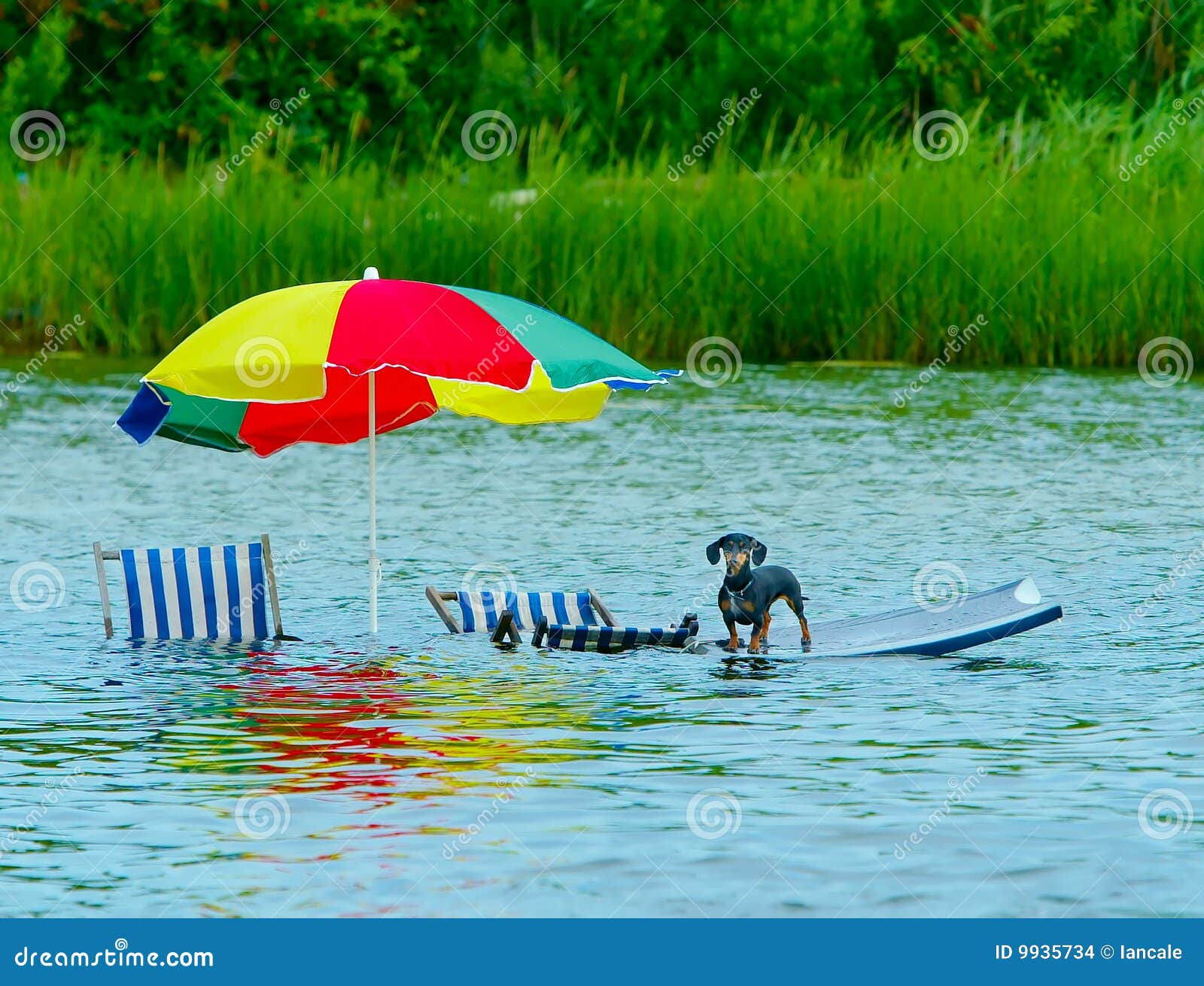 Stranded dog at high tide stock photo. Image of grooving - 9935734