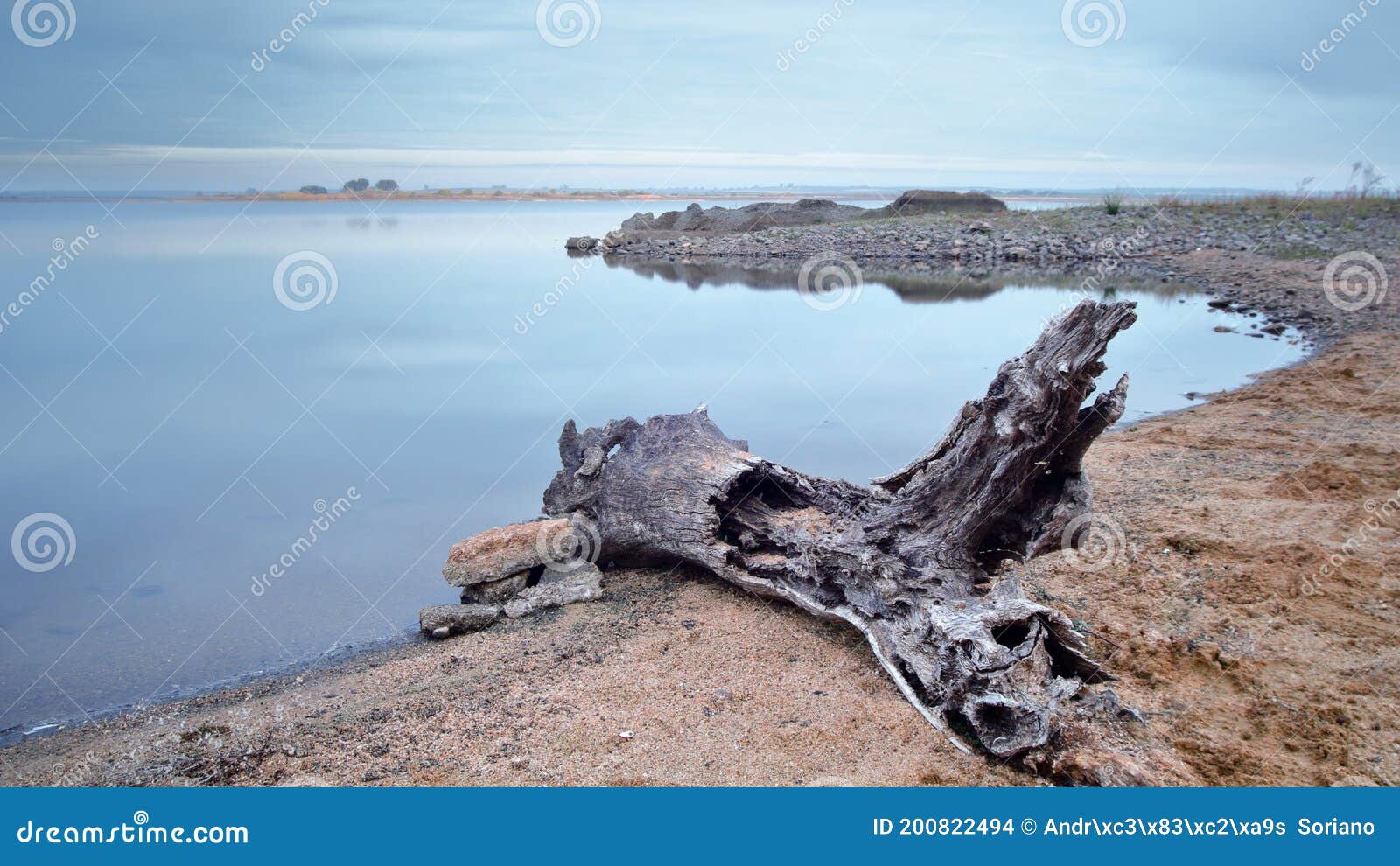 Stranded dry tree stock photo. Image of river, nature - 200822494