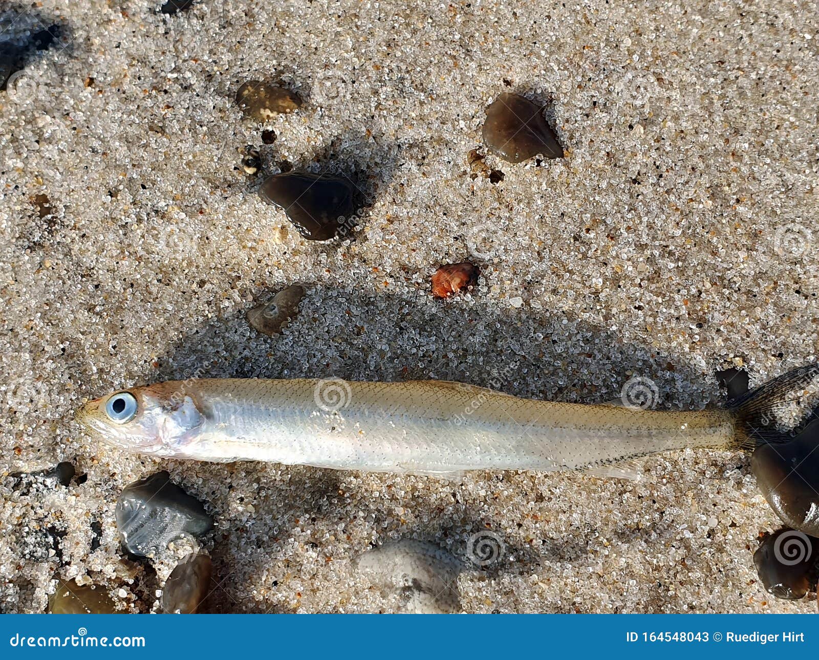 Stranded fish on the beach stock image. Image of nature - 164548043
